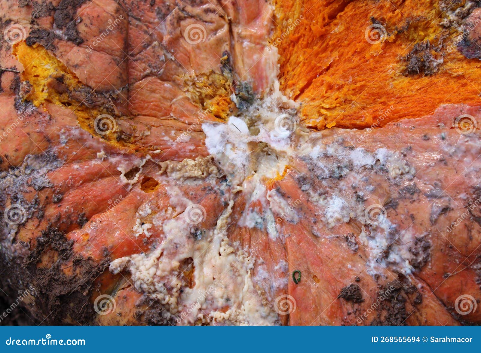 Patches of Mold on a Decaying Winter Squash Stock Photo - Image of ...