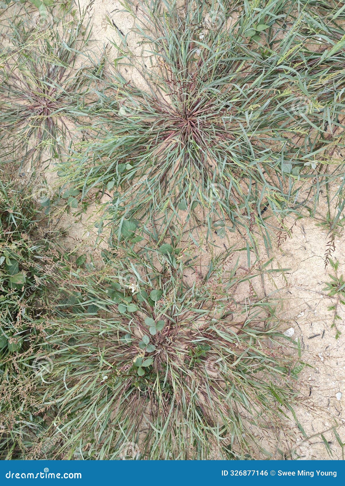 Patches of Wild Awnless Barnyard Grass on the Bushy Land. Stock Photo ...
