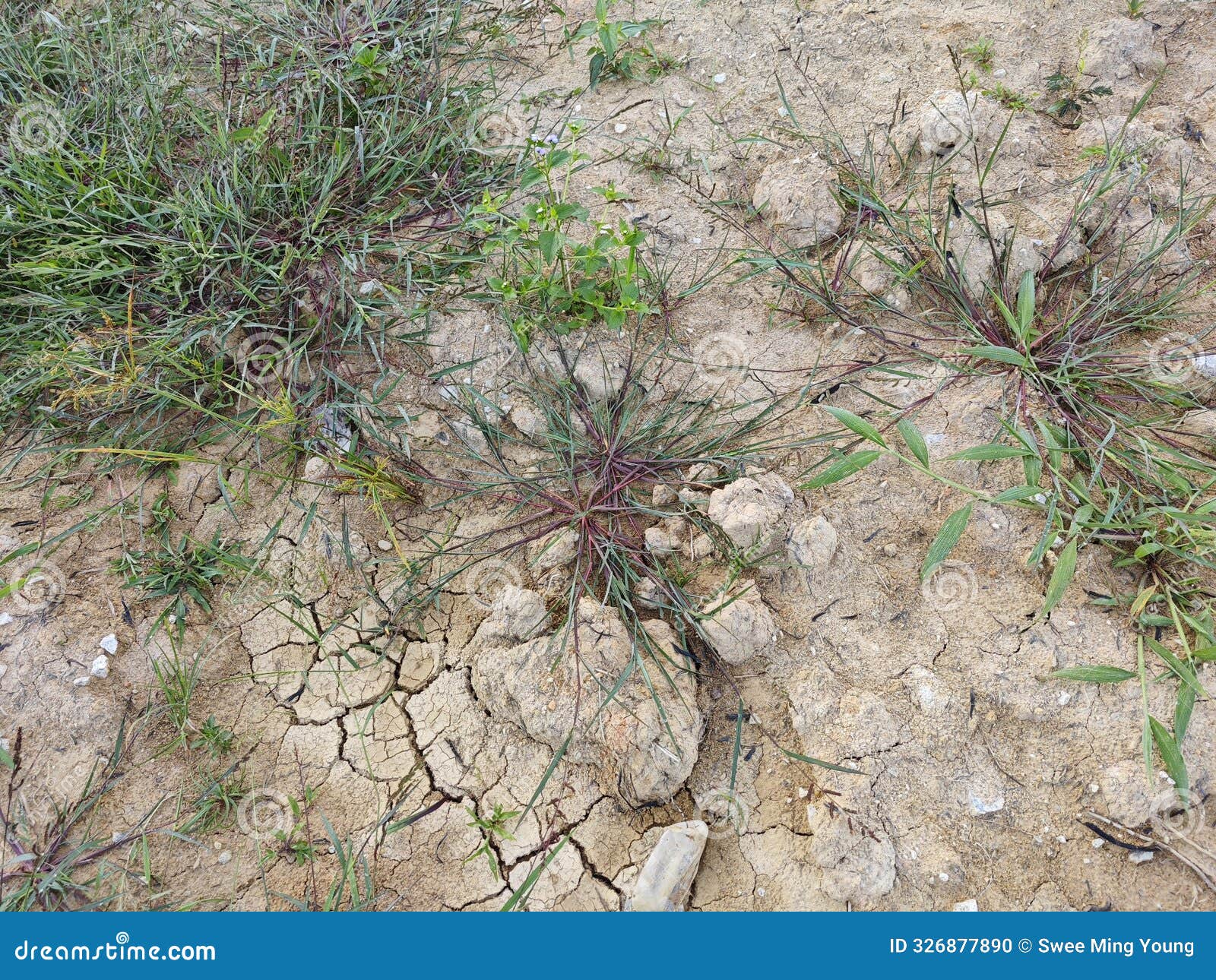 Patches of Wild Awnless Barnyard Grass on the Bushy Land. Stock Photo ...