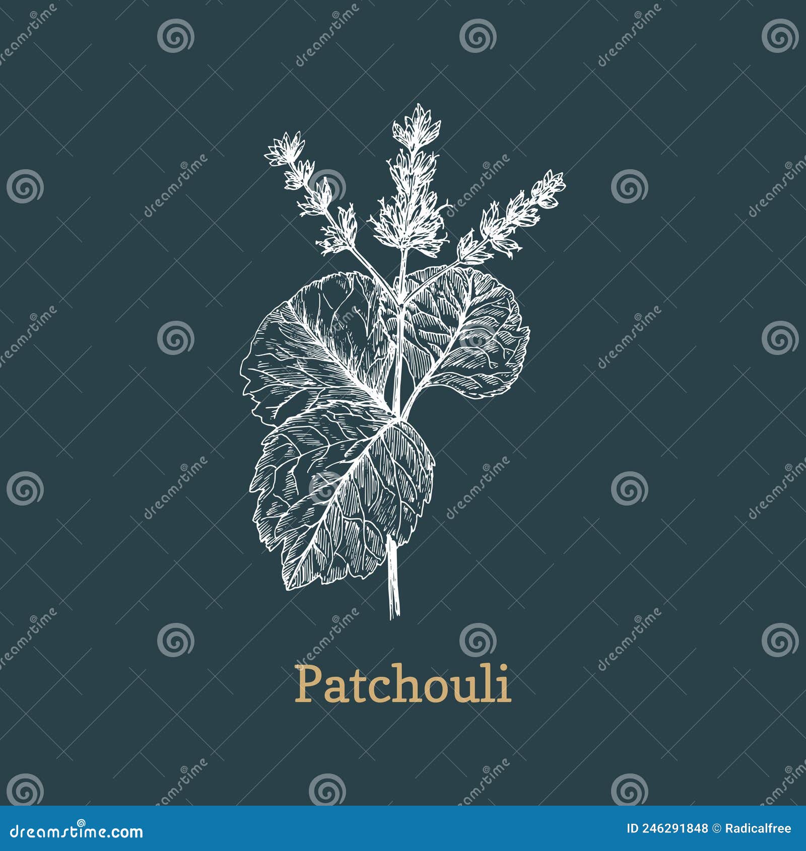 Patchouli Branch, Sketch in Vector, Design Element Stock Vector ...