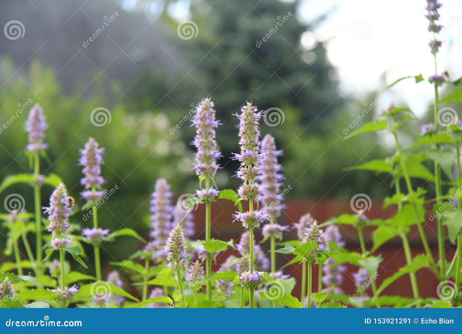 Patchouli with Flowers in Summer Stock Image - Image of blossom ...