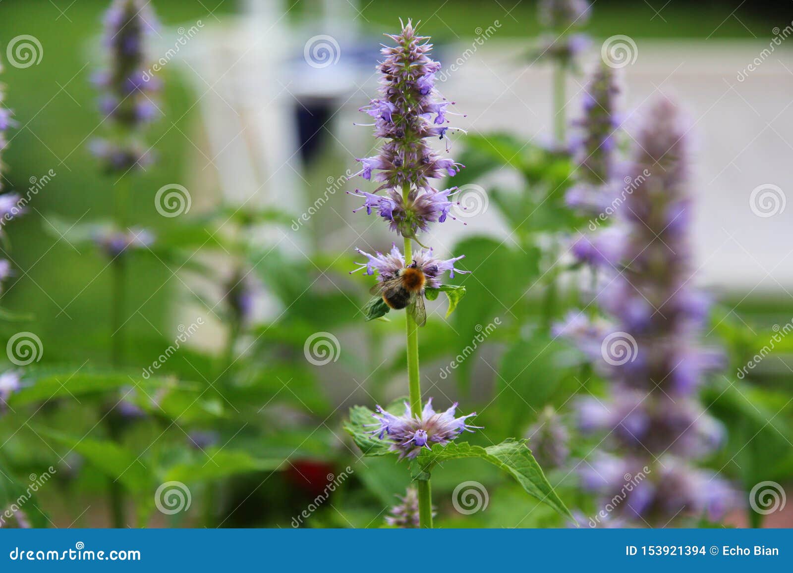 Patchouli with Flowers in Summer Stock Photo - Image of alternative ...