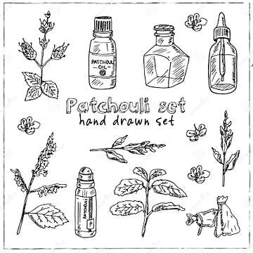 Patchouli Hand Drawn Set Vector Illustration Stock Vector ...