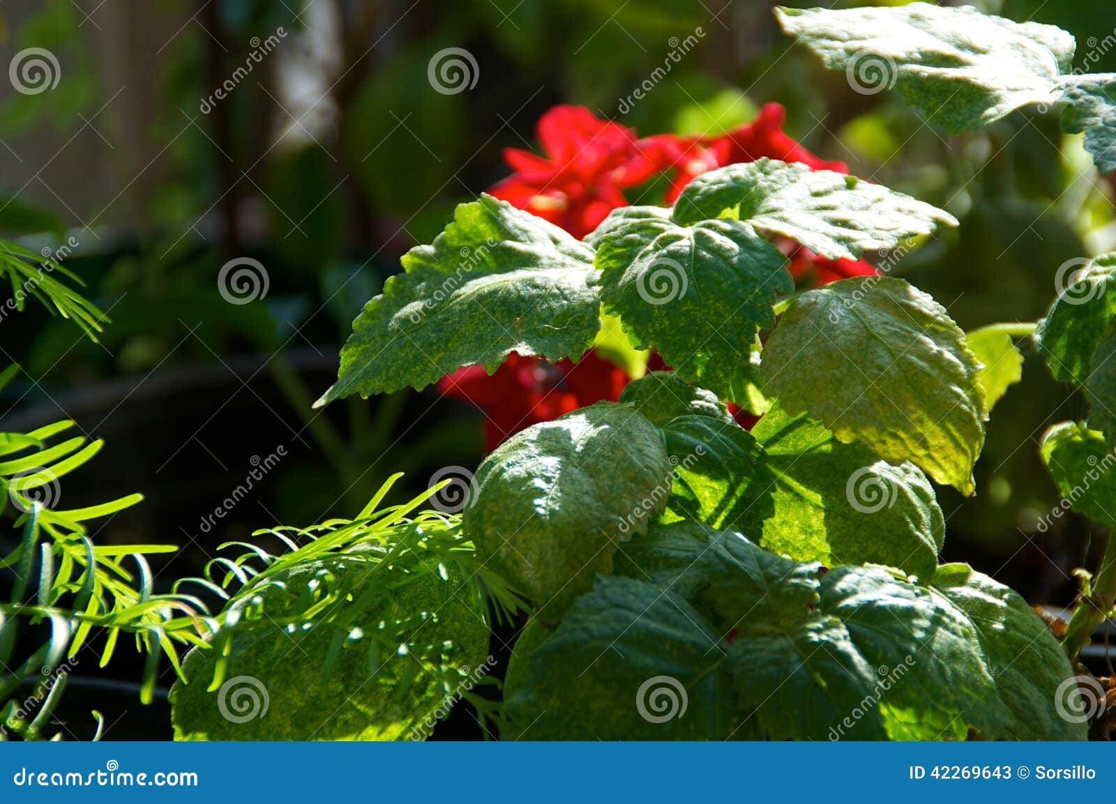 Patchouli plant stock image. Image of green, outdoors - 42269643