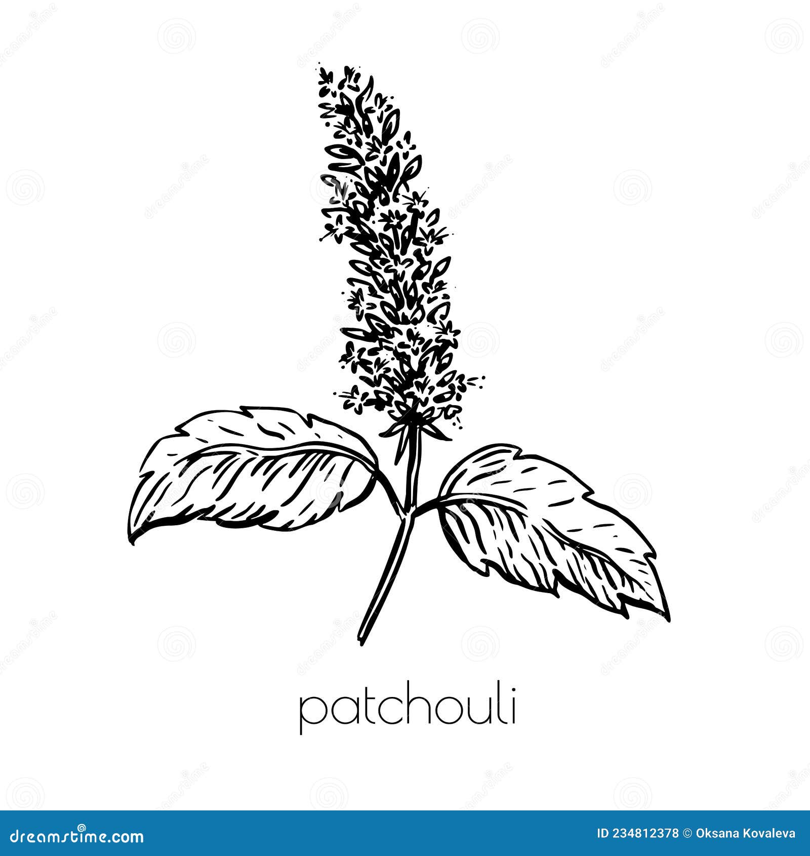 Patchouli Sketch in Vintage Style. Nature Background. Stock Vector ...