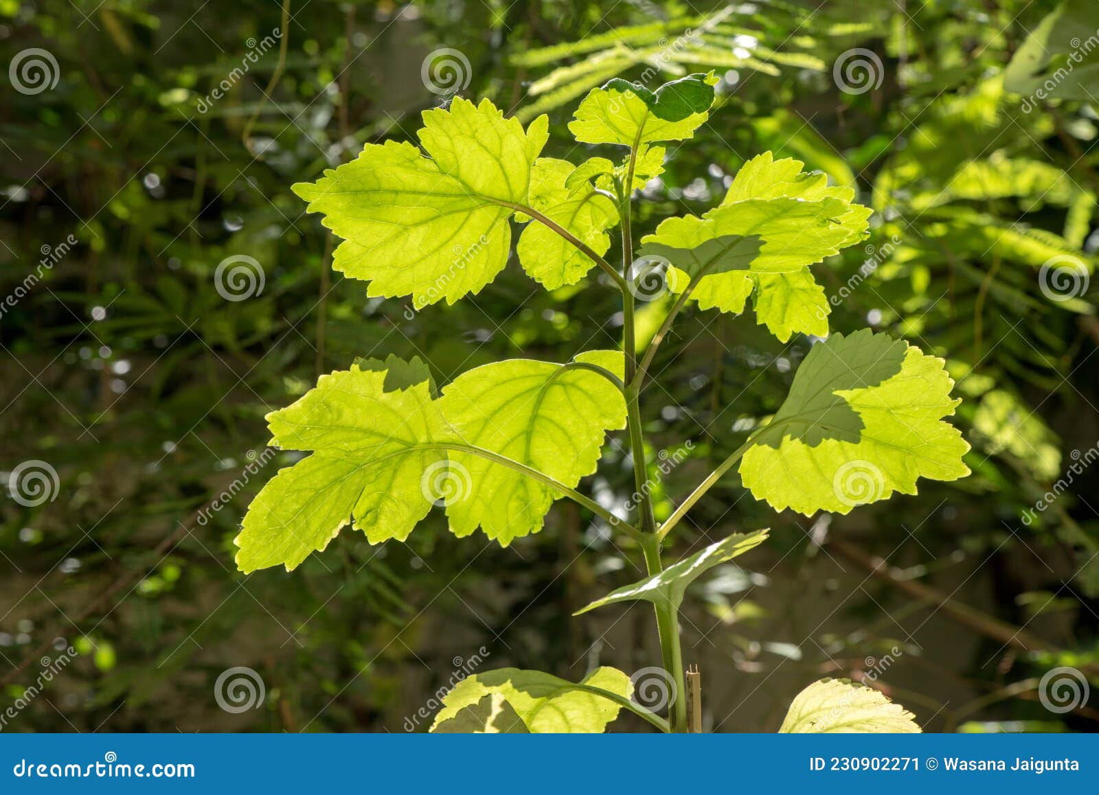 Patchouli Tree and Green Leaves on Natural Background Stock Image ...