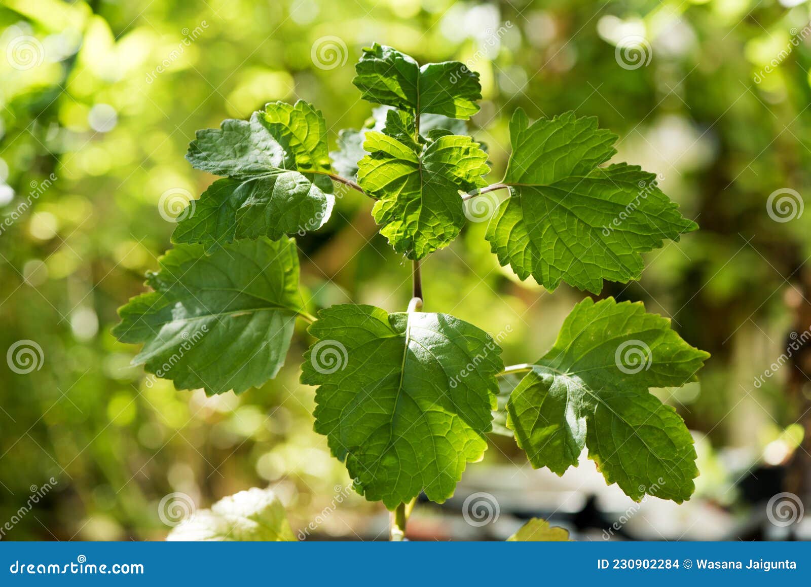 Patchouli Tree and Green Leaves on Natural Background Stock Photo ...