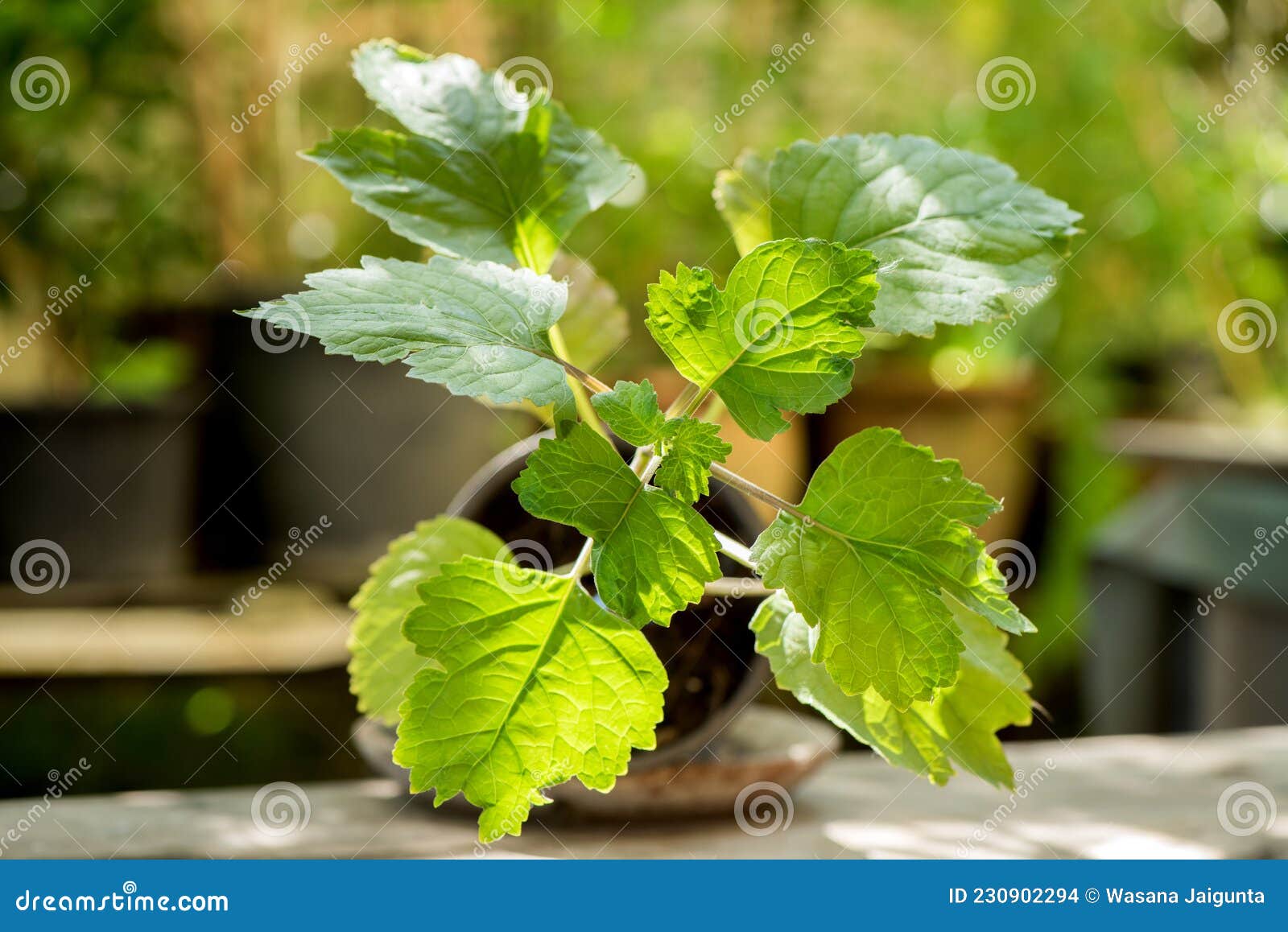 Patchouli Tree and Green Leaves on Natural Background Stock Photo ...