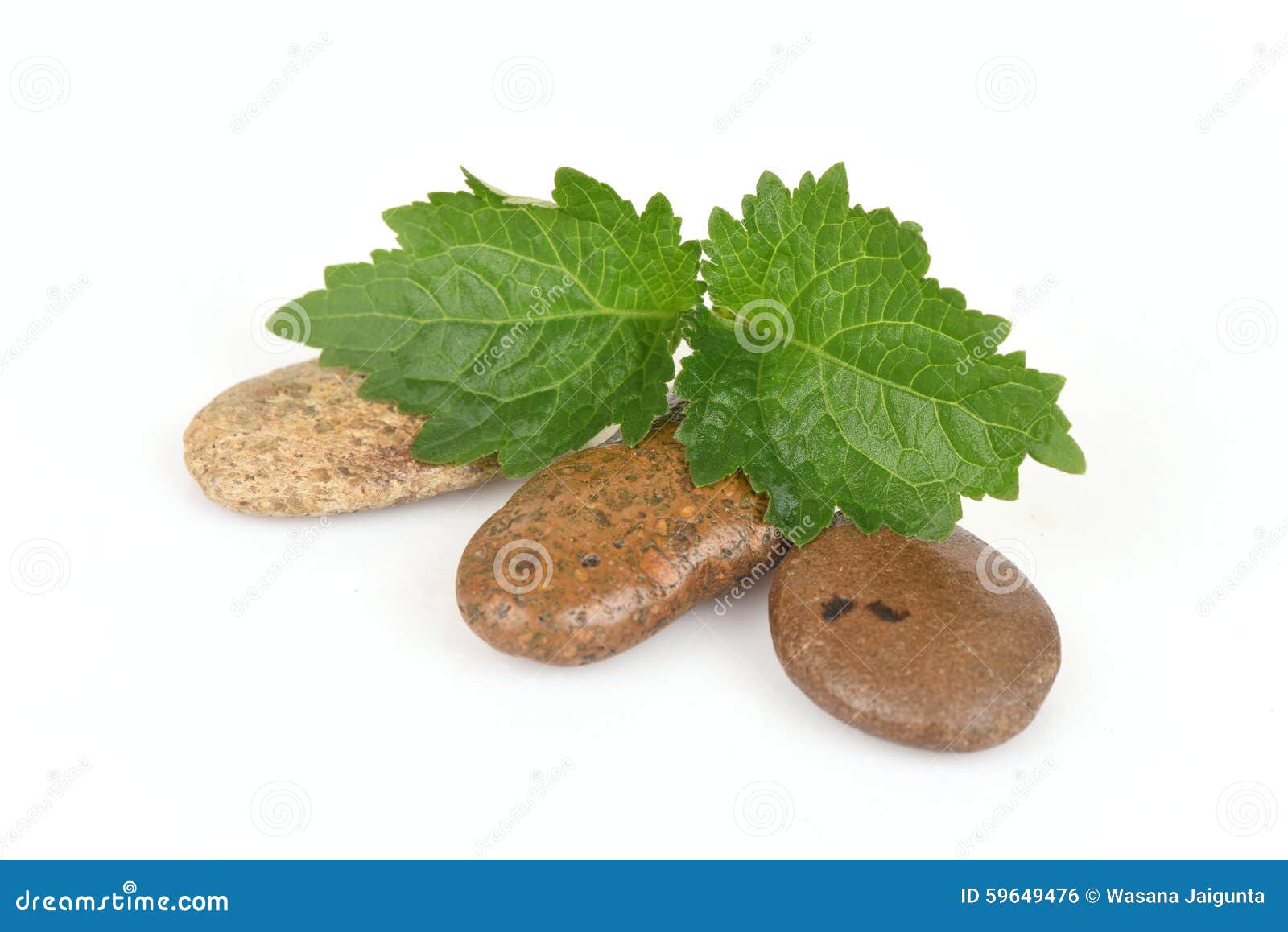 Patchouli trees. stock photo. Image of outdoor, properties - 59649476