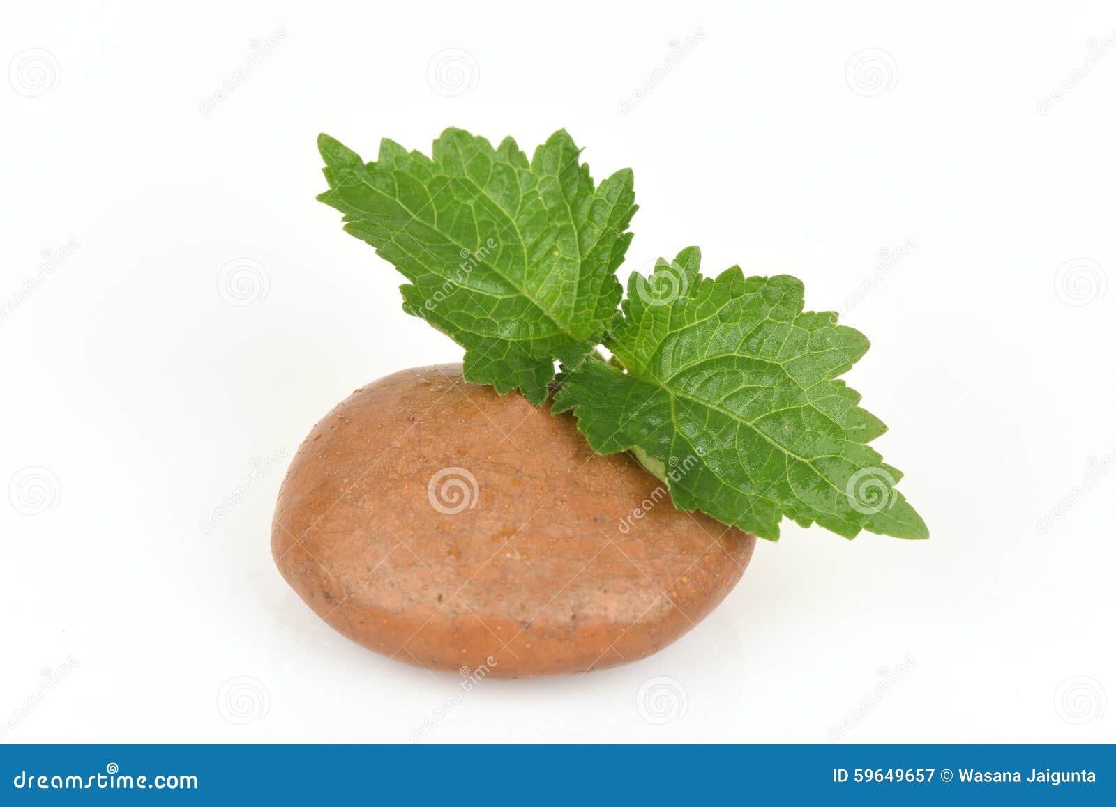 Patchouli trees. stock image. Image of leaves, heat, body - 59649657