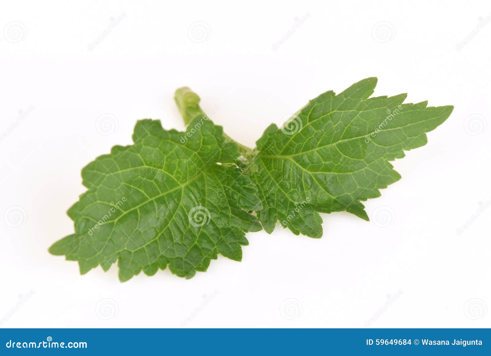 Patchouli trees. stock photo. Image of garden, body, medicinal - 59649684
