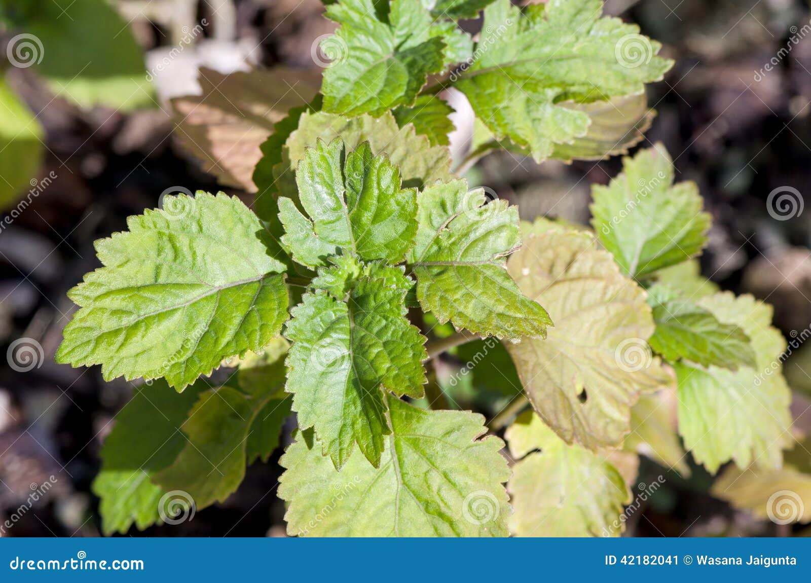 Patchouli trees. stock image. Image of trees, garden - 42182041