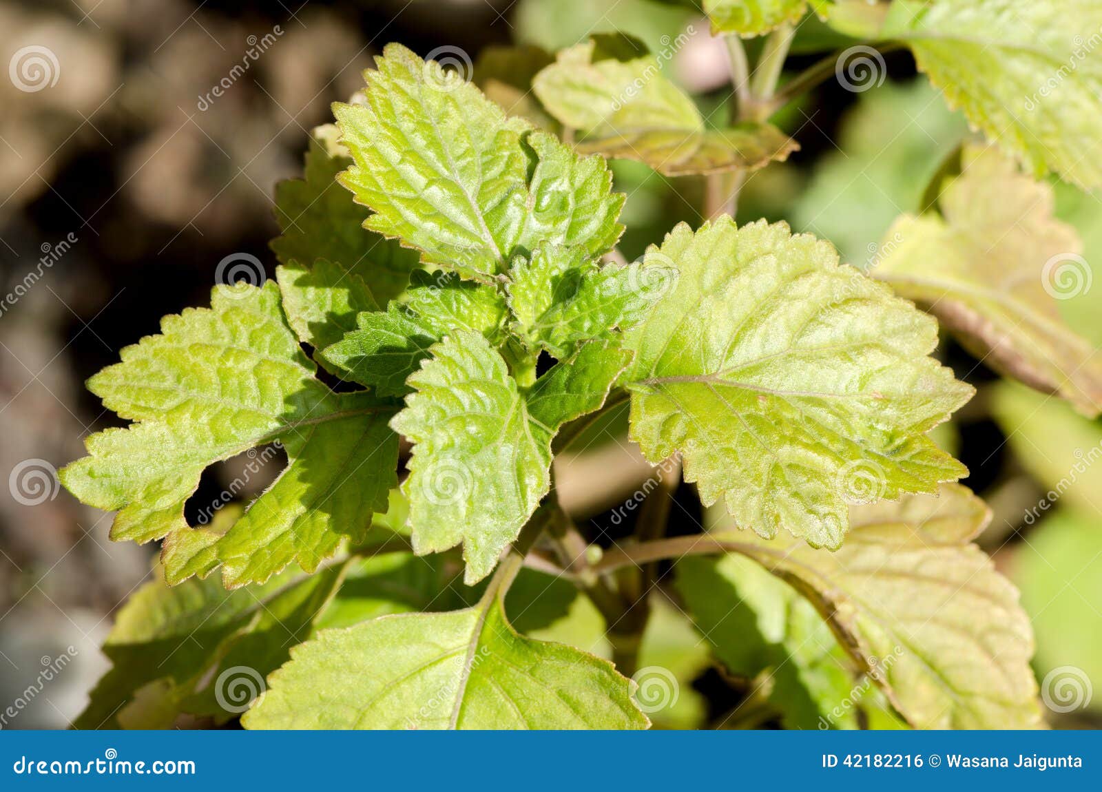 Patchouli trees. stock photo. Image of medicines, natural - 42182216