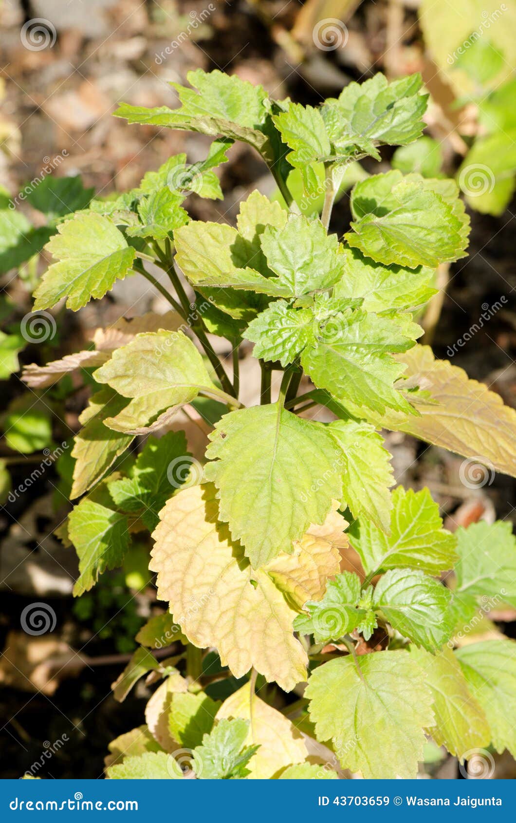 Patchouli trees. stock image. Image of medicinal, leaves - 43703659