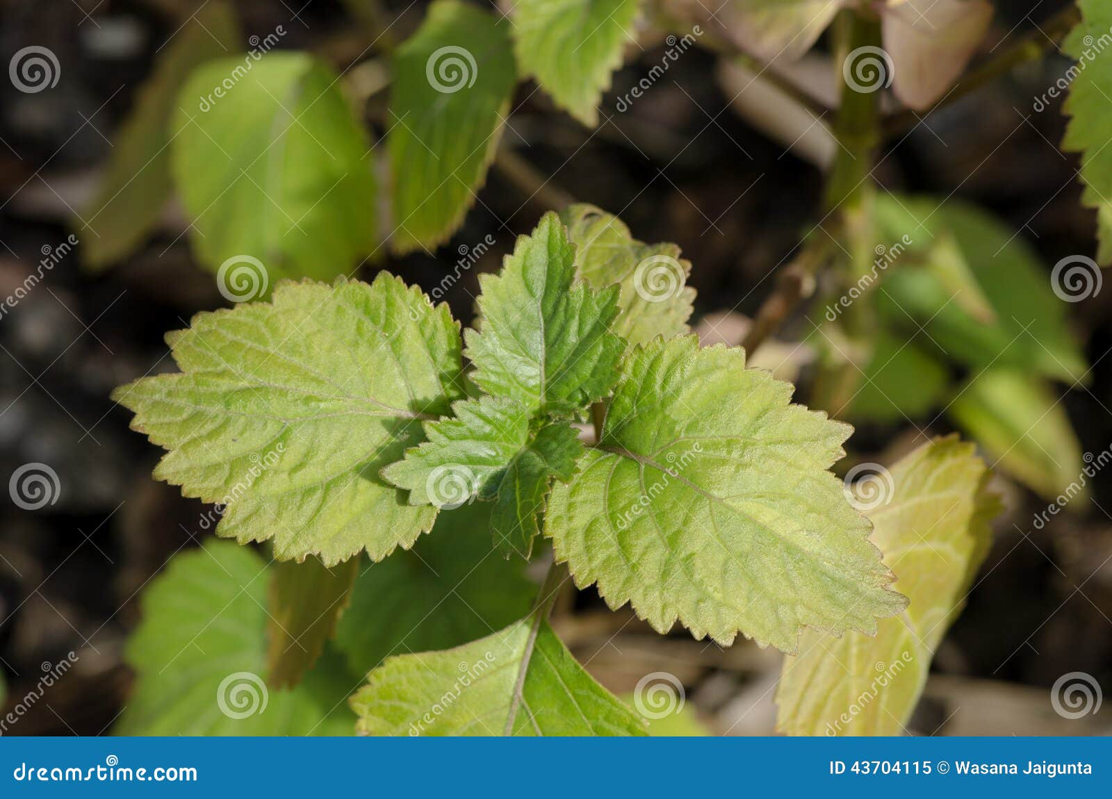 Patchouli trees. stock image. Image of medicinal, green - 43704115