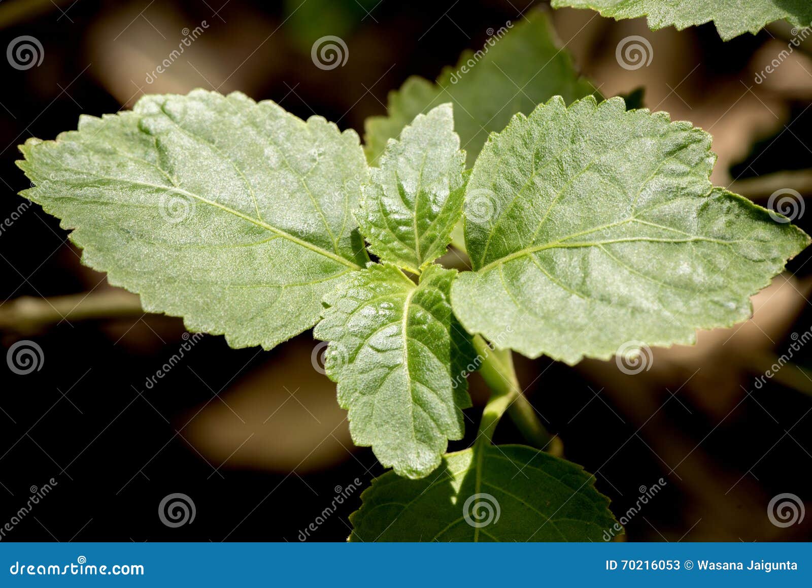Patchouli trees. stock image. Image of medicinal, thai - 70216053