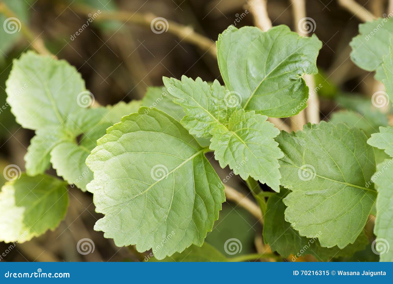 Patchouli trees. stock image. Image of essential, oils - 70216315