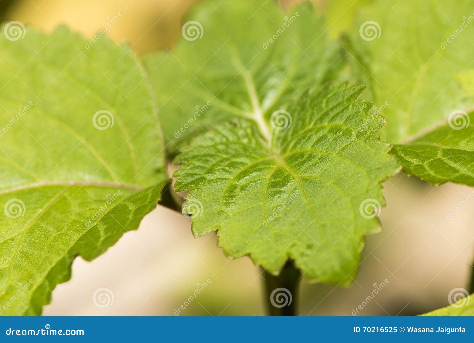 Patchouli trees. stock image. Image of oils, tree, plant - 70216525