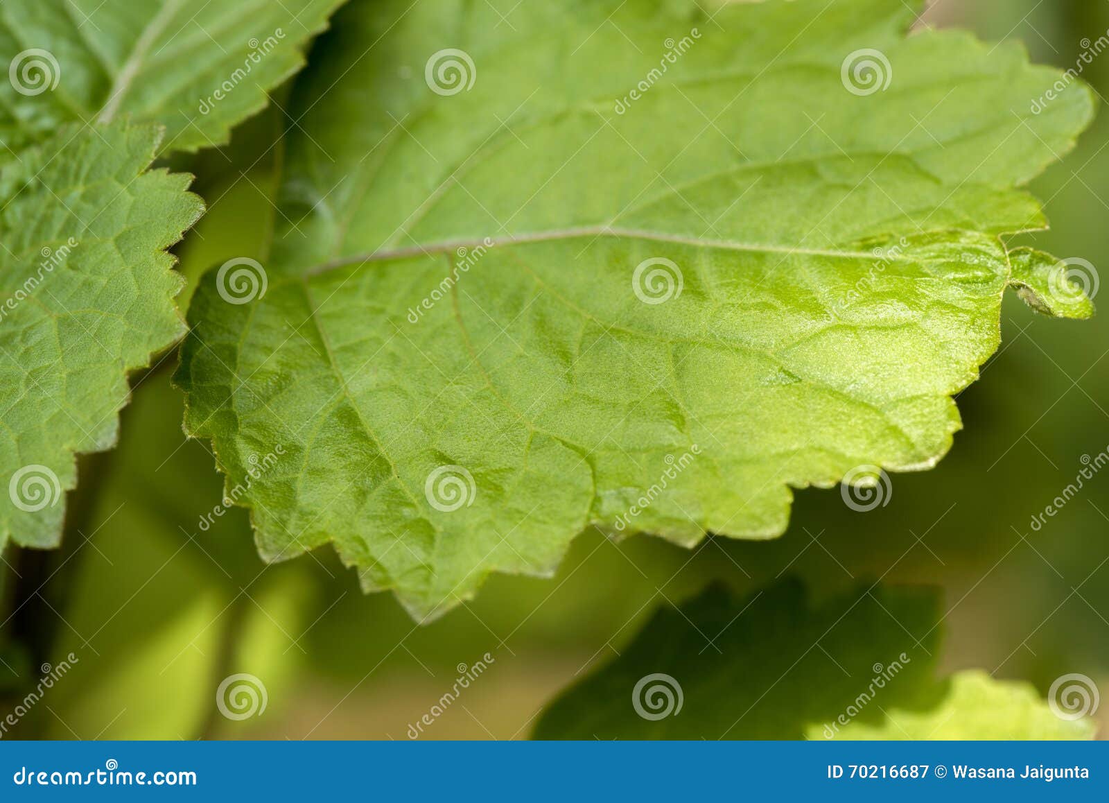 Patchouli trees. stock image. Image of essential, herb - 70216687