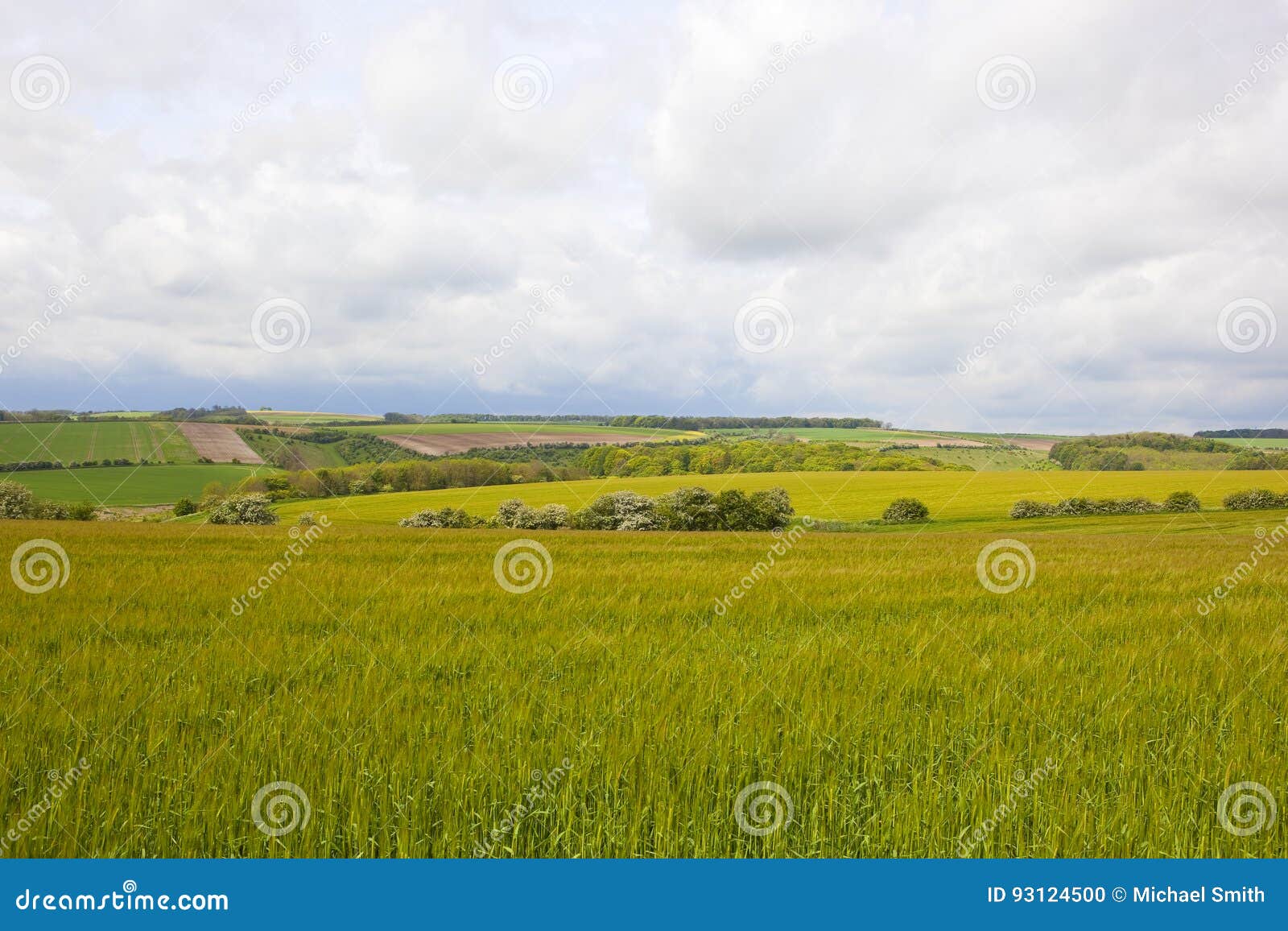 Patchwork Fields in the Yorkshire Wolds Stock Photo - Image of barley ...
