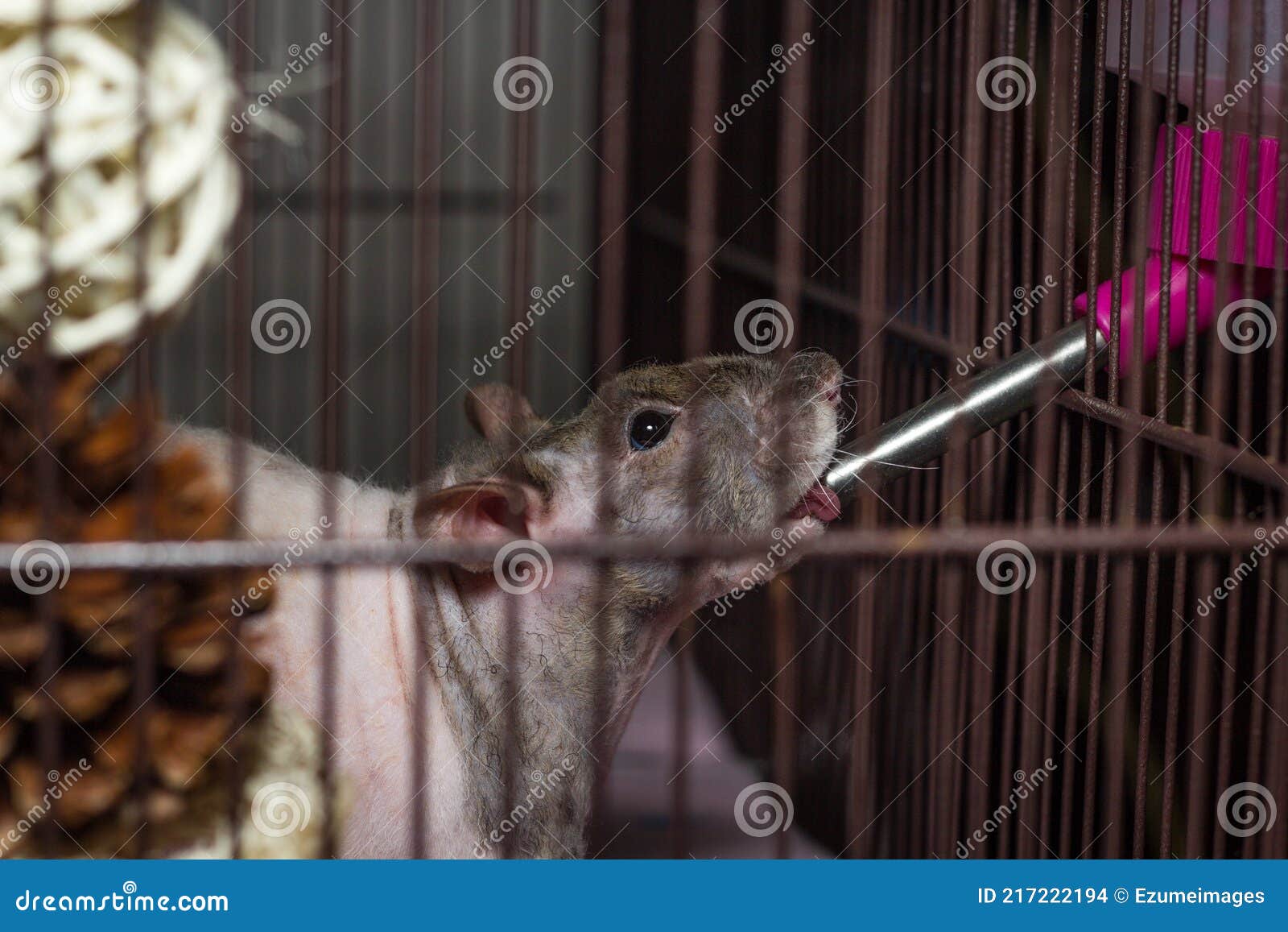 Patchwork Hairless Pet Rat stock photo. Image of breed - 217222194