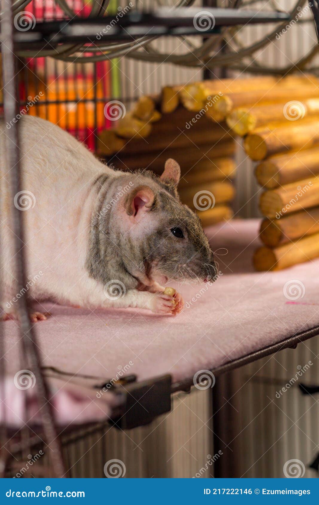 Patchwork Hairless Pet Rat stock photo. Image of experiment - 217222146