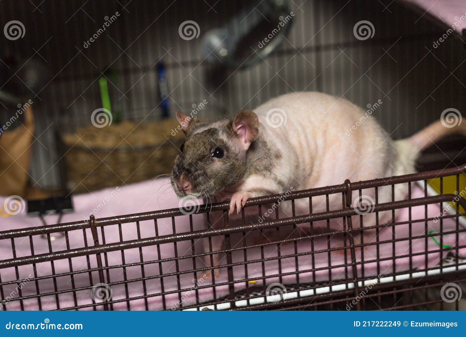 Patchwork Pelo Rata Mascota Imagen de archivo - Imagen de explorar ...