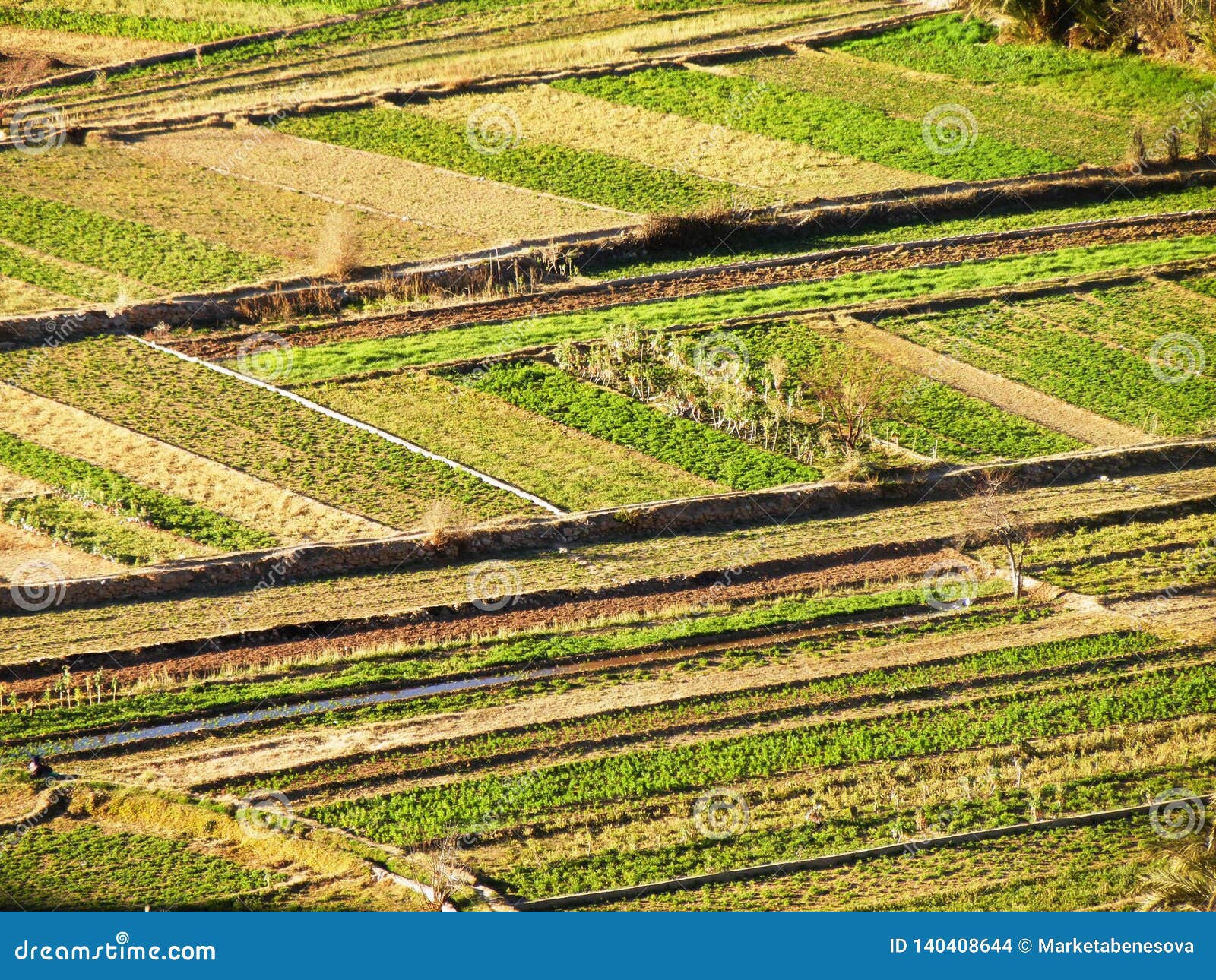 Patchwork of Small Green Fields Stock Photo - Image of path, growing ...