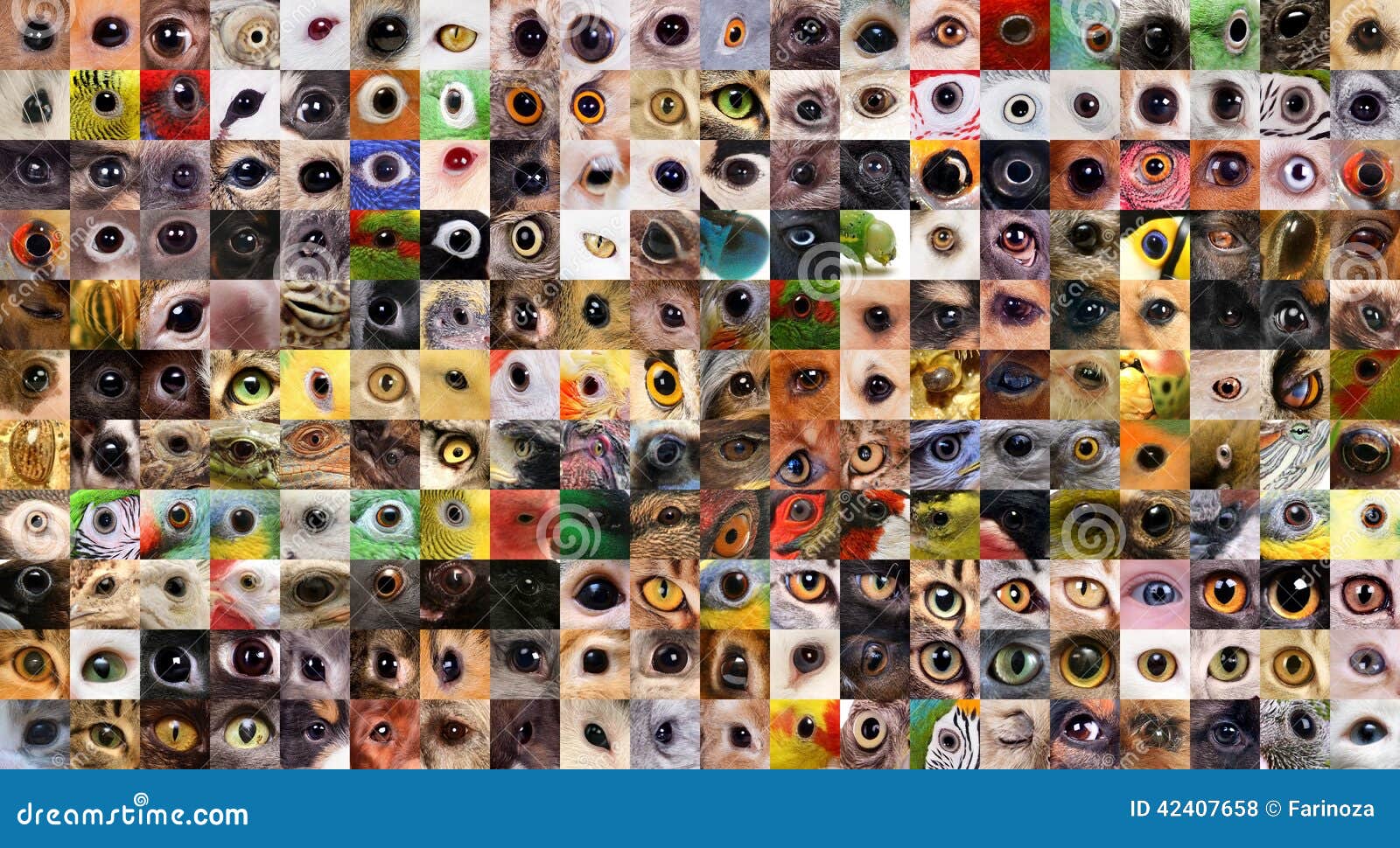 Patchwork von Tieraugen stockfoto. Bild von schauen, zoologie - 42407658