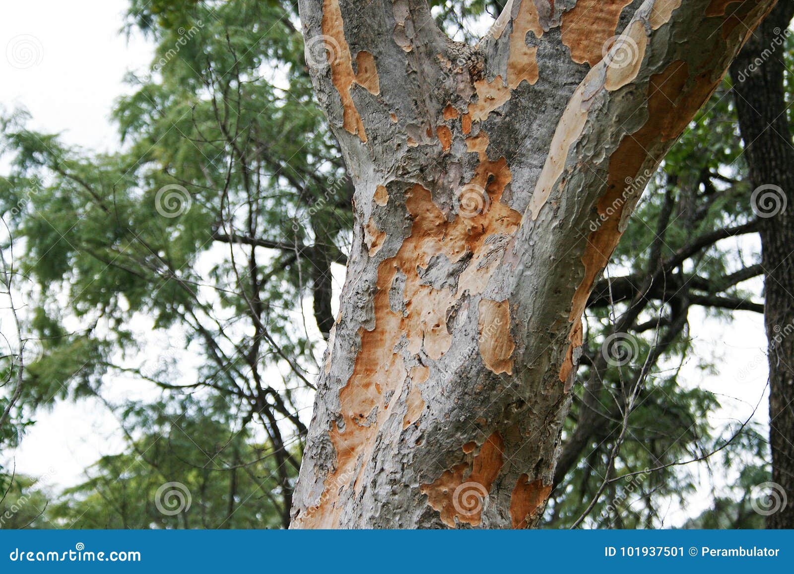 PATCHY BARK on a TREE TRUNK Stock Image - Image of branches, bark ...