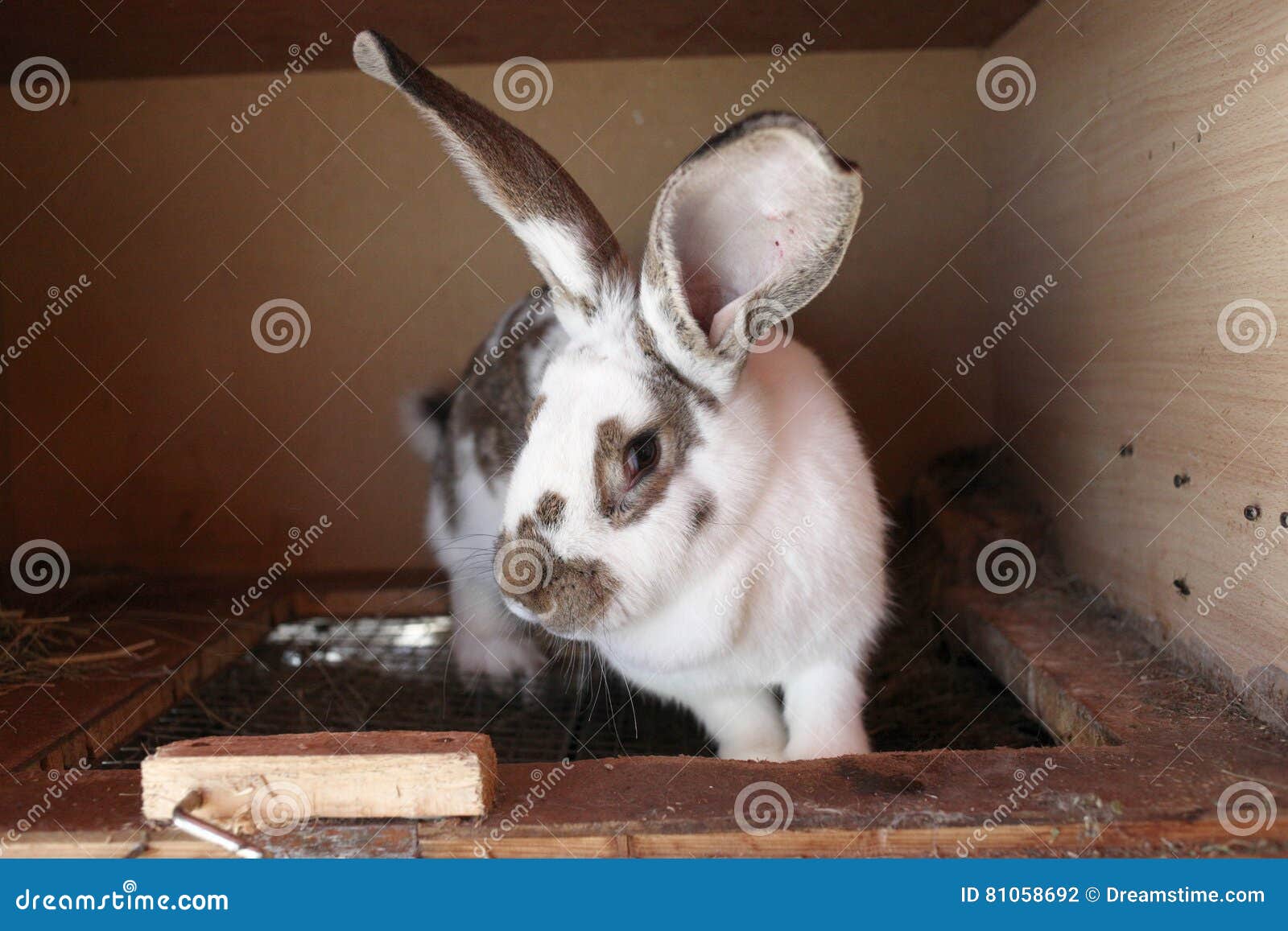 Patchy bunny stock photo. Image of animal, white, spotty - 81058692