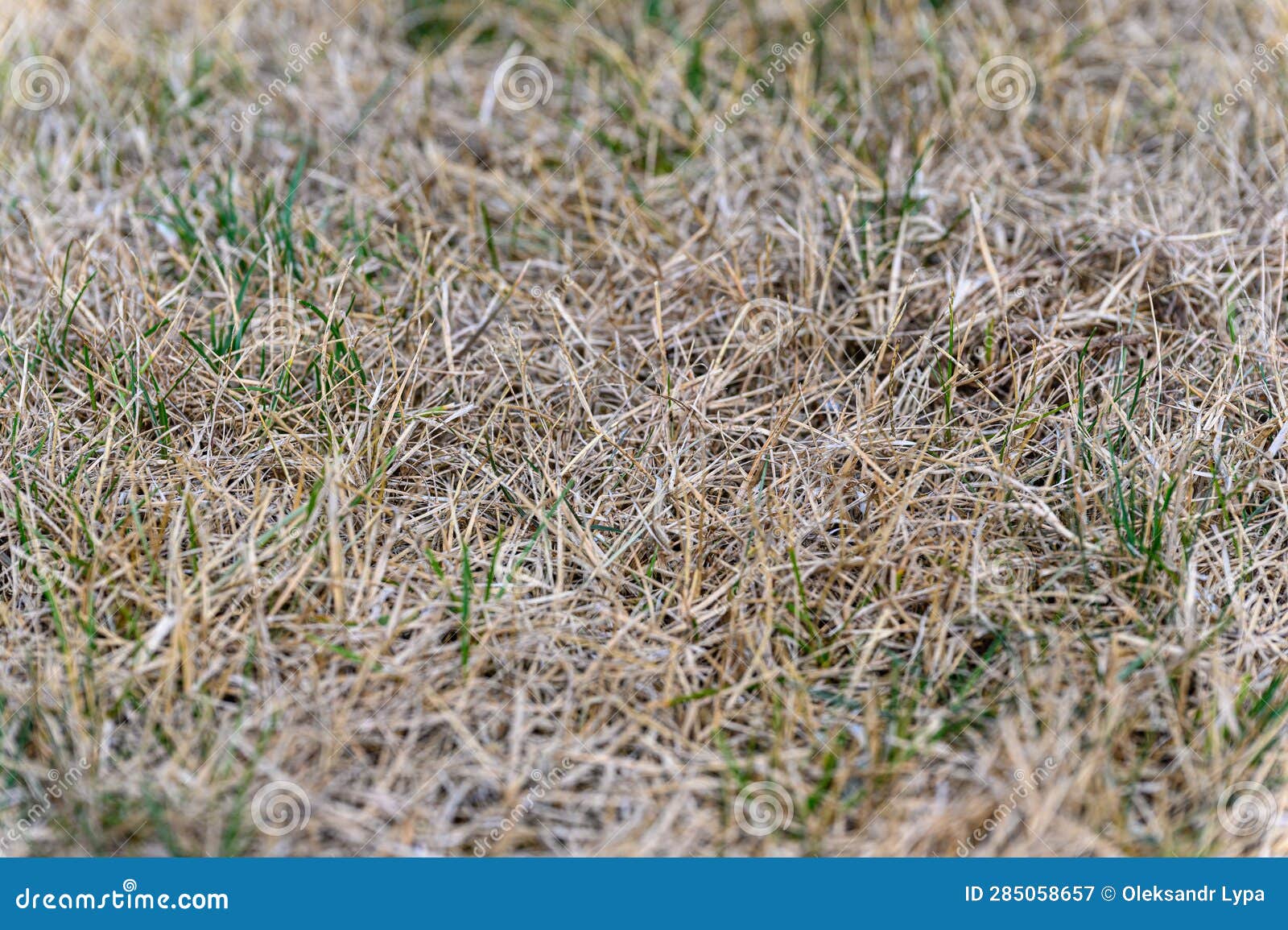 Patchy Grass, Lawn in Bad Condition and Need Maintenance Stock Image ...