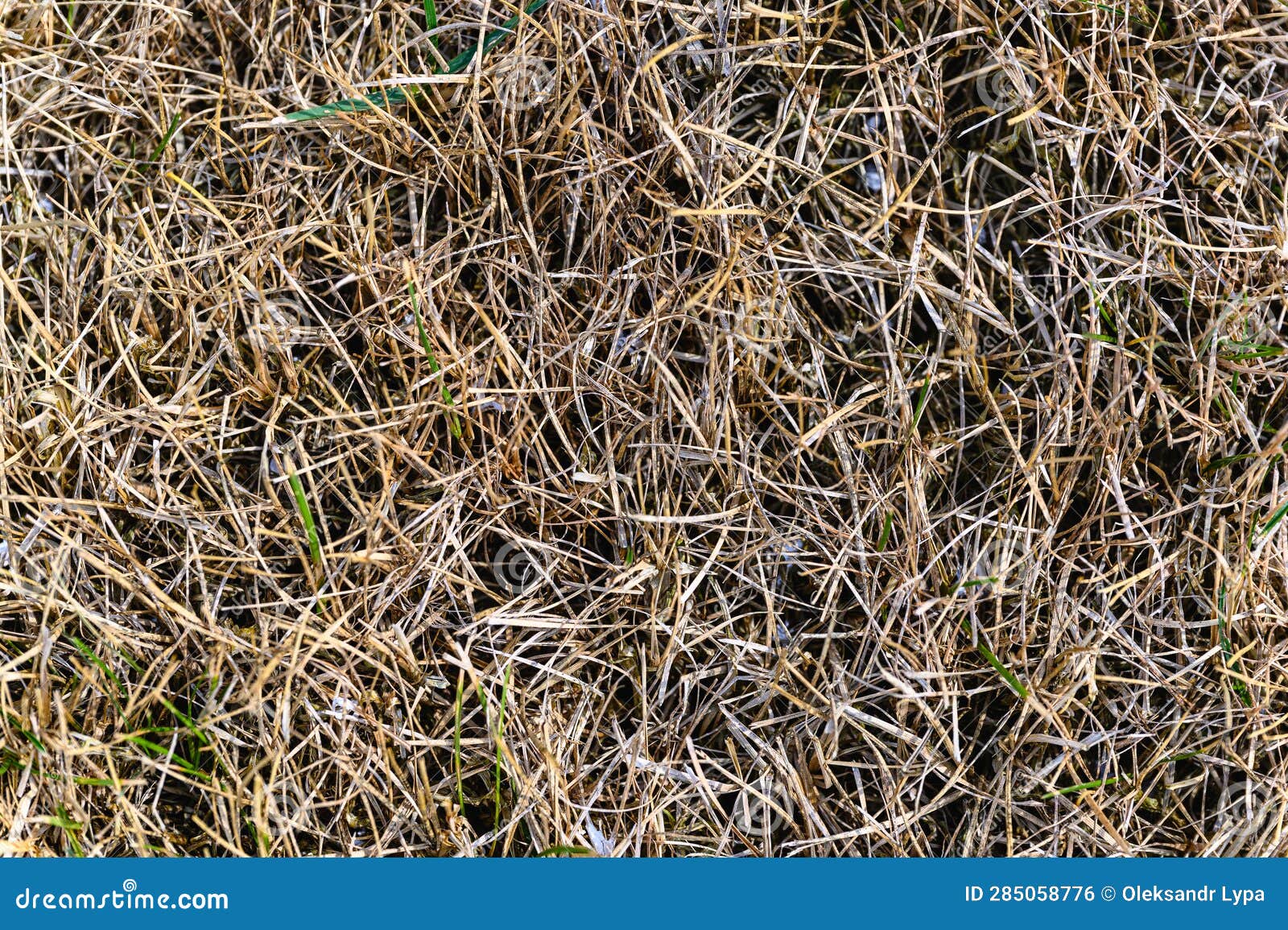 Patchy Grass, Lawn in Bad Condition and Need Maintenance Stock Photo ...