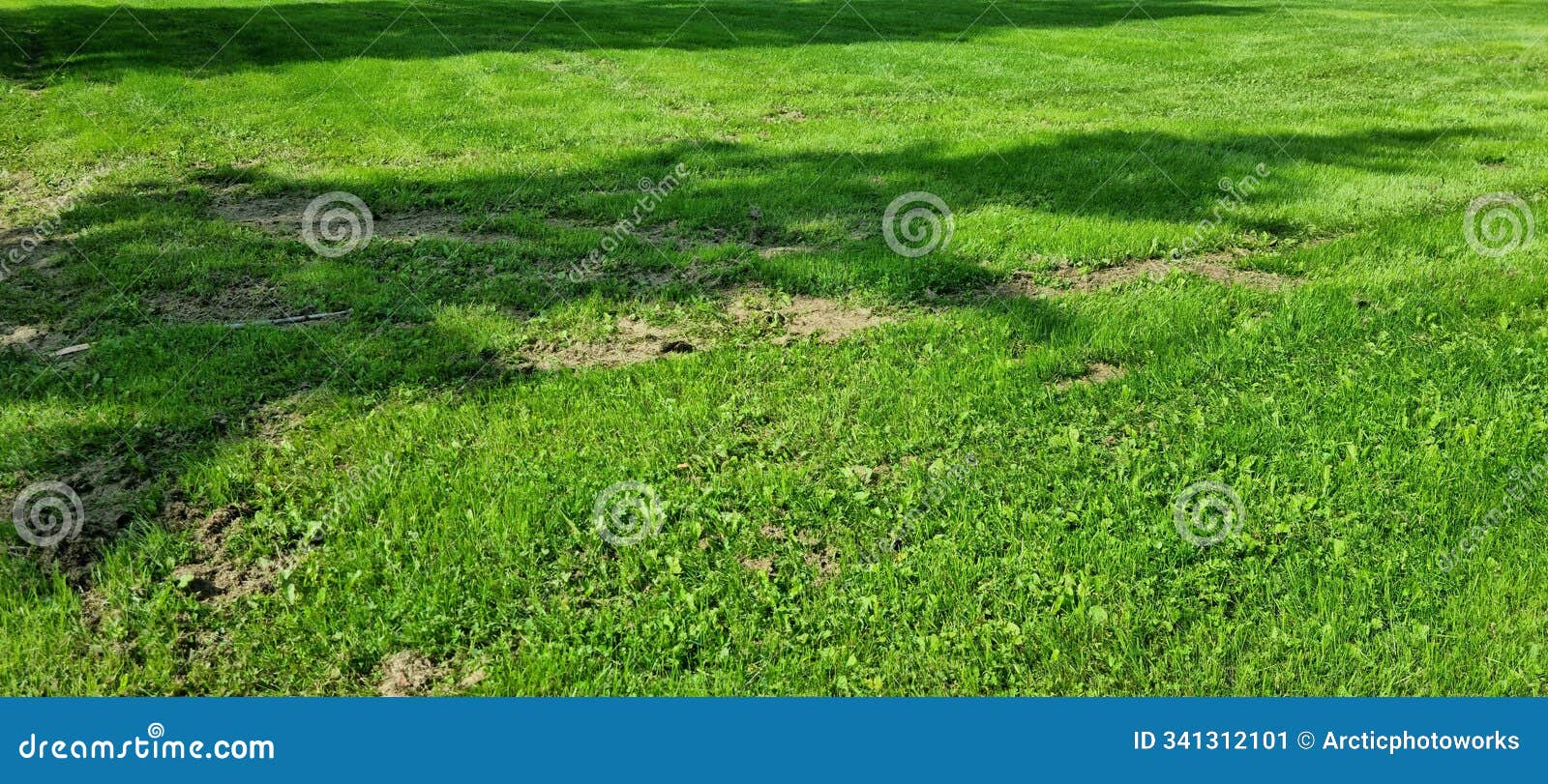Patchy And Damaged Lawn, Over Seeded To Repair It, With New Grass ...