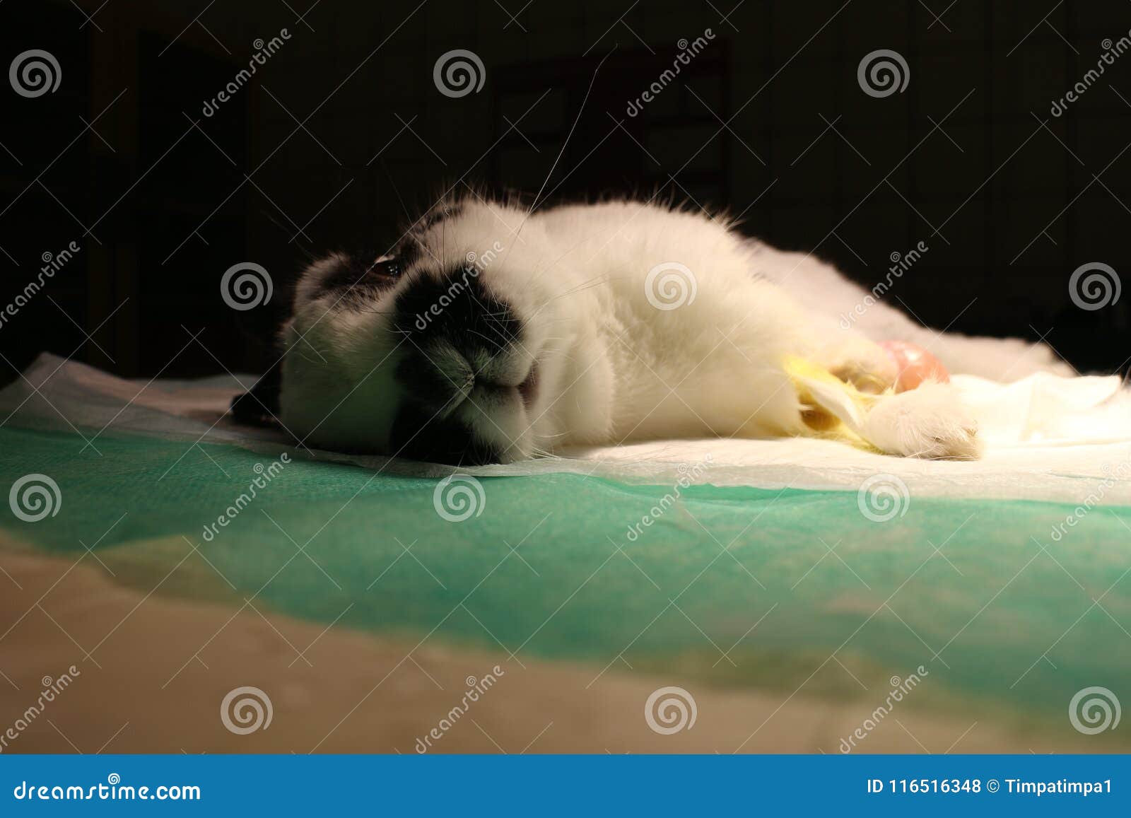 Patchy Rabbit on Operating Table Stock Photo - Image of snout, mammal ...