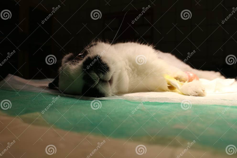 Patchy Rabbit on Operating Table Stock Photo - Image of snout, mammal ...