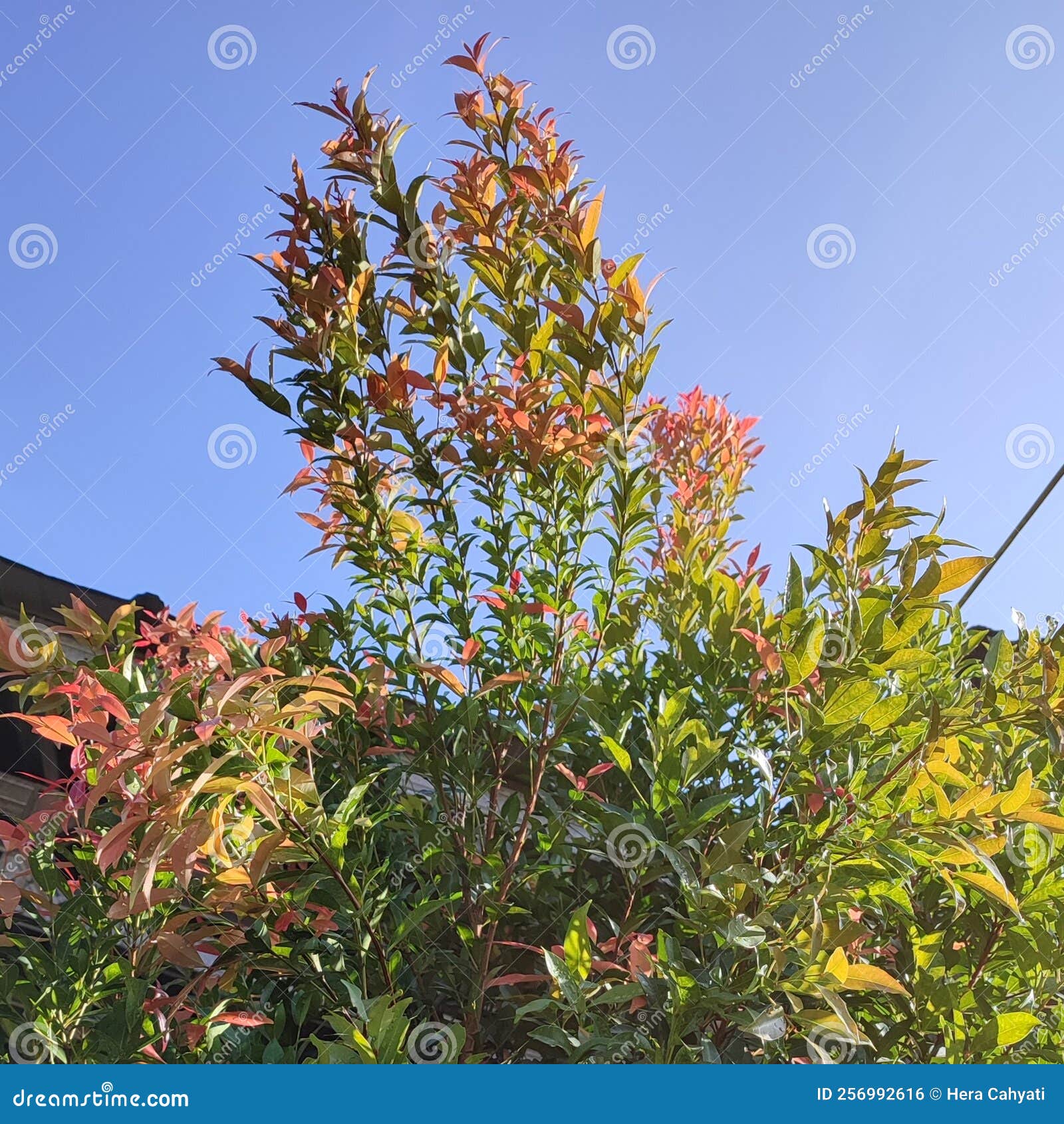 Patcouli Tree Stock Photos - Free & Royalty-Free Stock Photos from ...