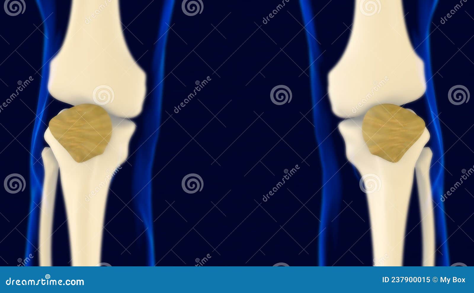 Patella Bone Anatomy Human Skeleton 3D Rendering Stock Illustration ...