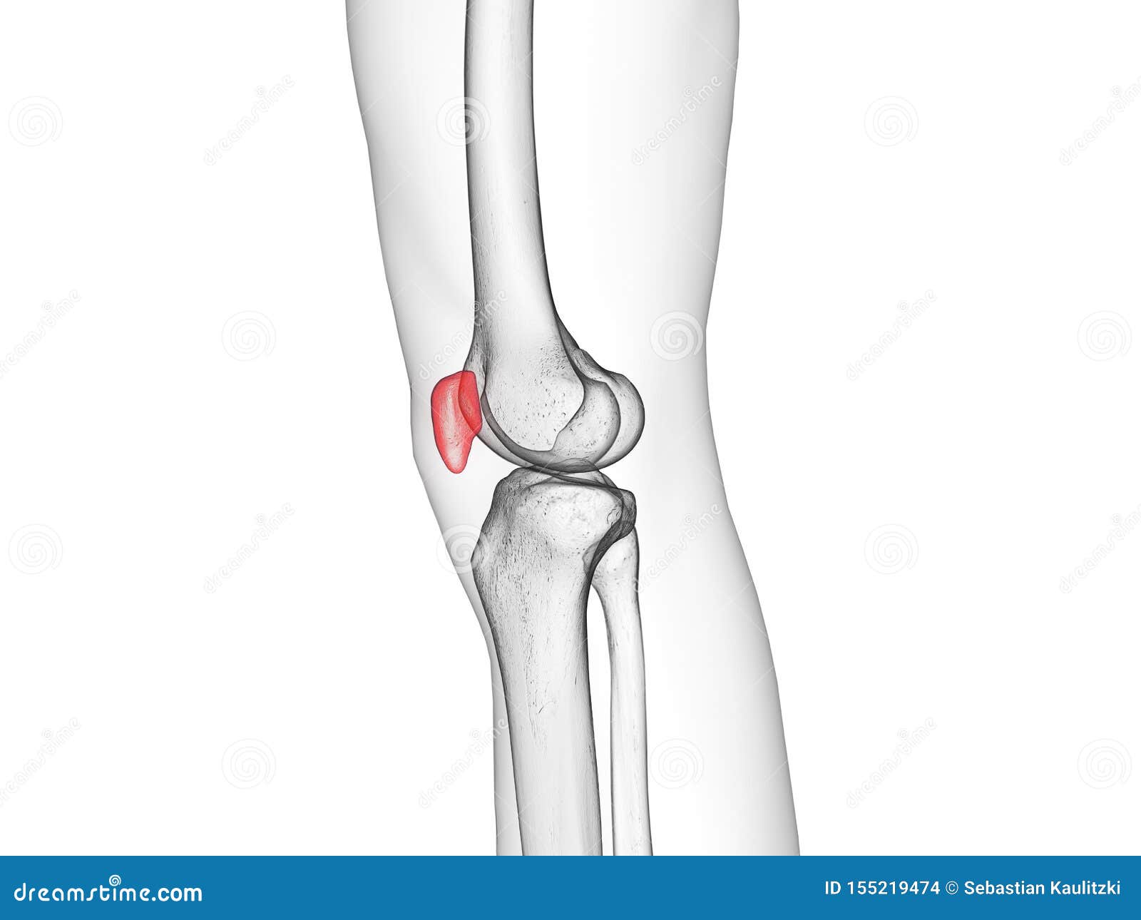 The patella bone stock illustration. Illustration of rendering - 155219474
