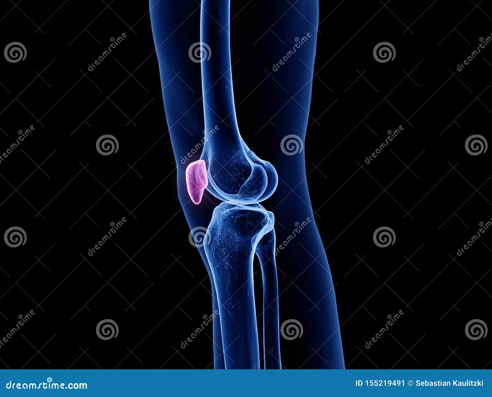 The patella bone stock illustration. Illustration of biology - 155219491