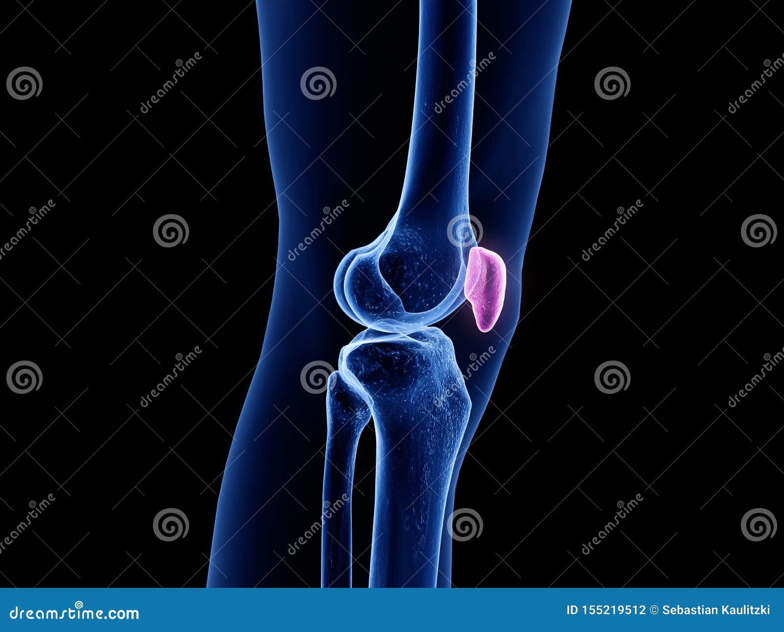 The patella bone stock illustration. Illustration of femur - 155219512