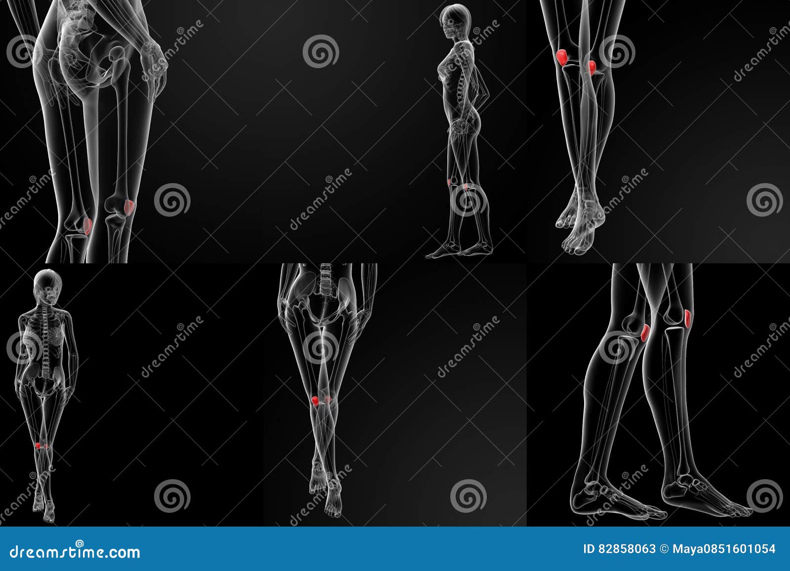 Patella bone stock illustration. Illustration of fitness - 82858063