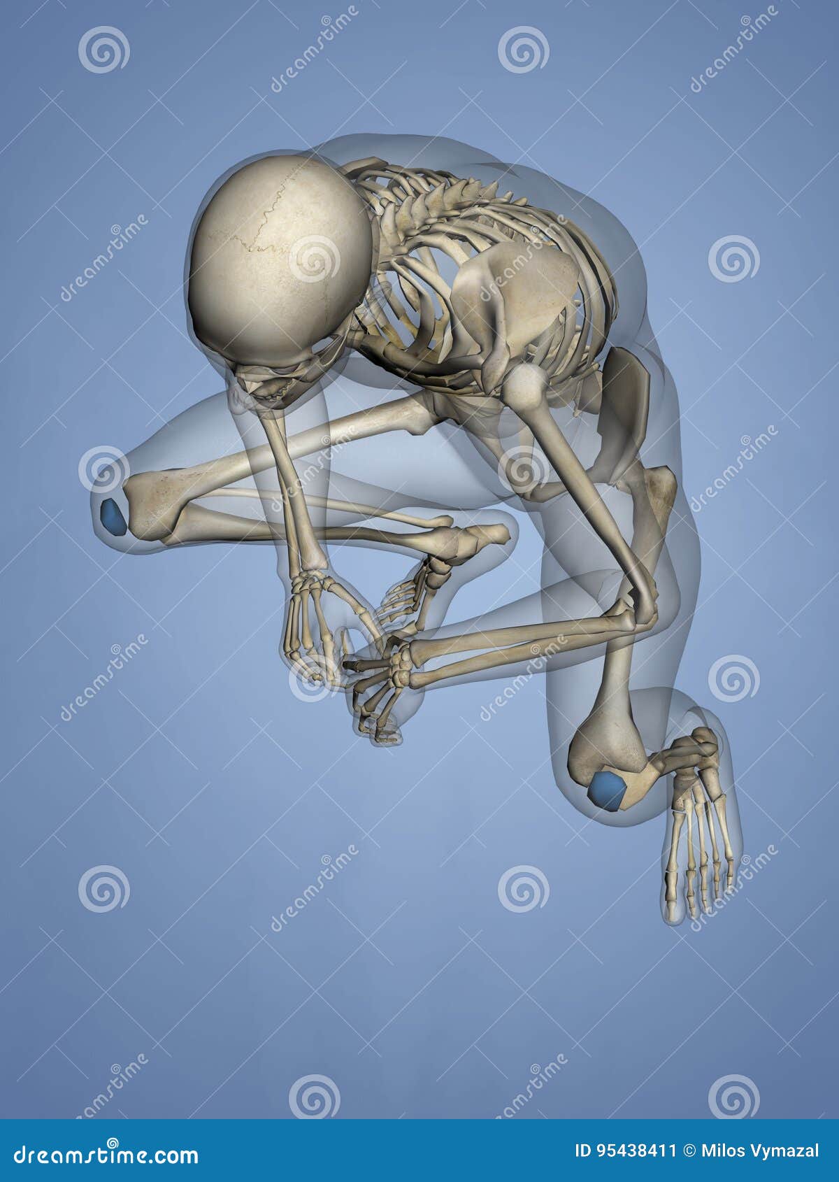 Patella, 3D Model stock illustration. Illustration of bone - 95438411