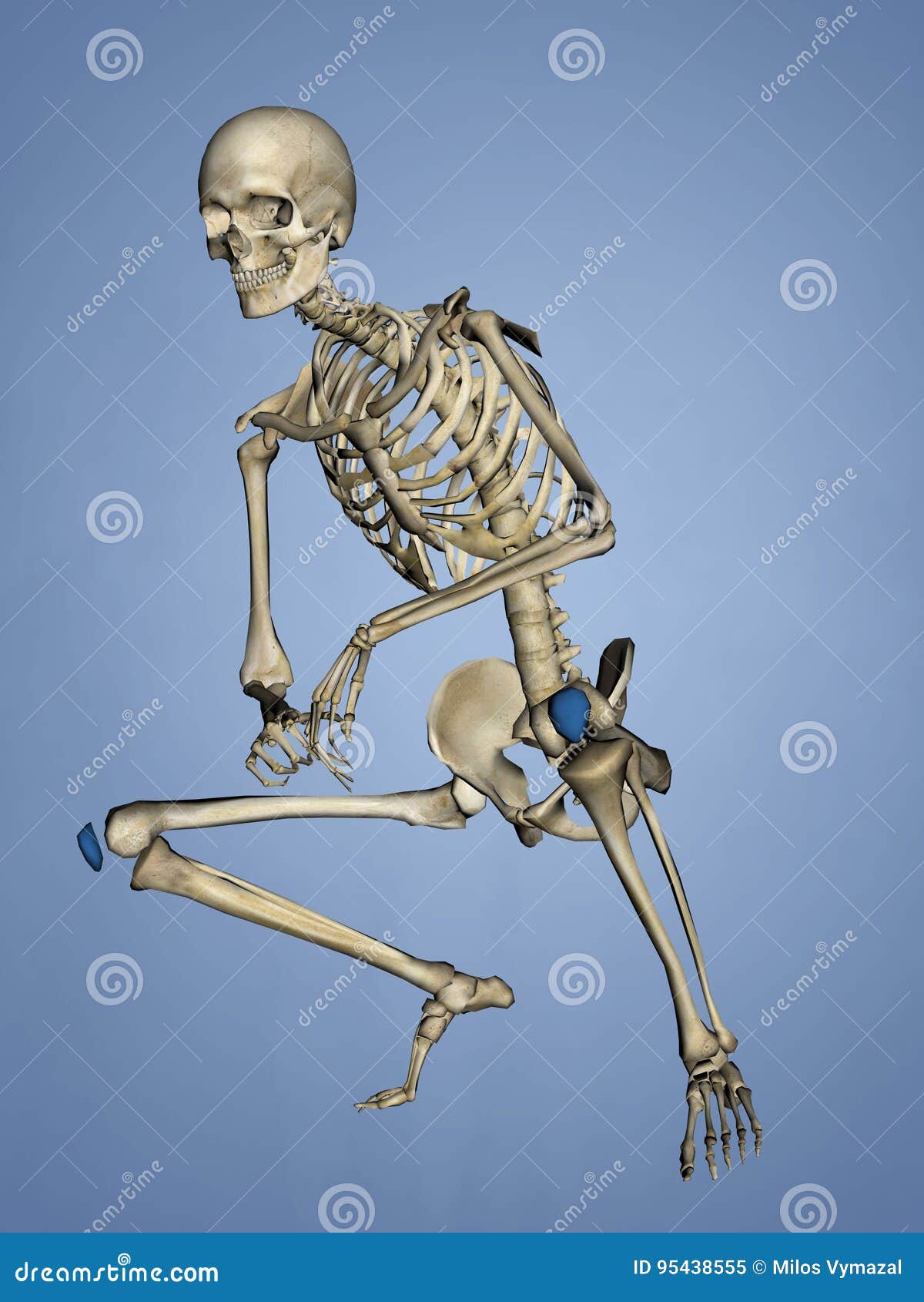 Patella, 3D Model stock illustration. Illustration of skeleton - 95438555