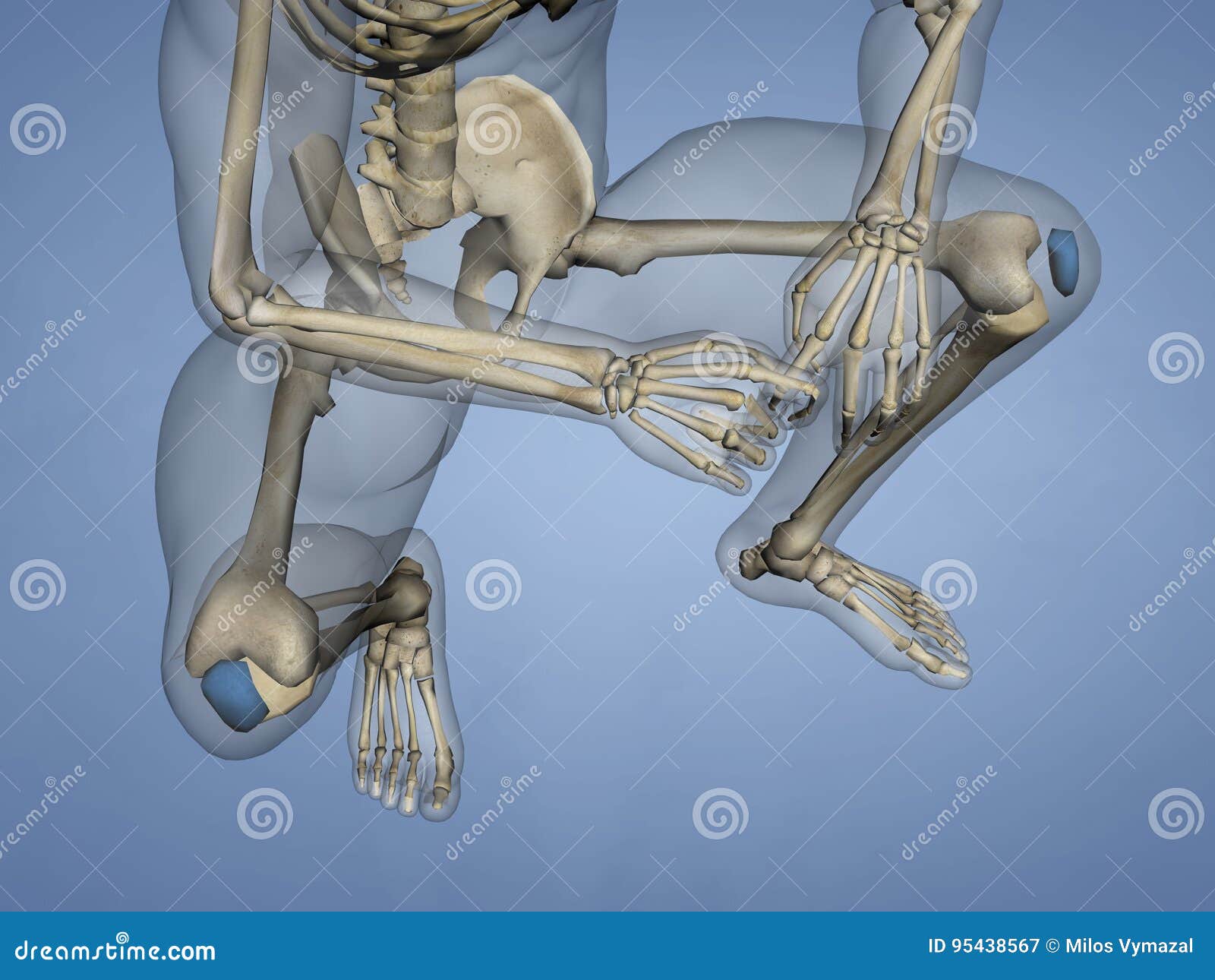 Patella, 3D Model stock illustration. Illustration of patella - 95438567
