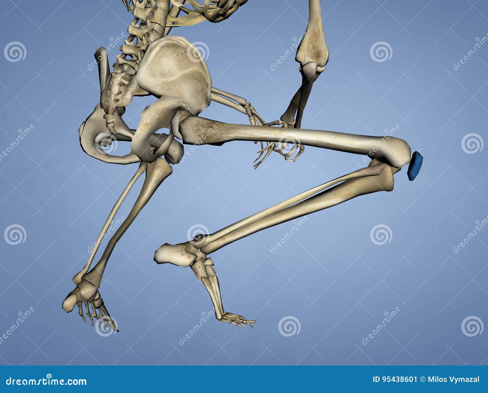 Patella, 3D Model stock illustration. Illustration of skeleton - 95438601