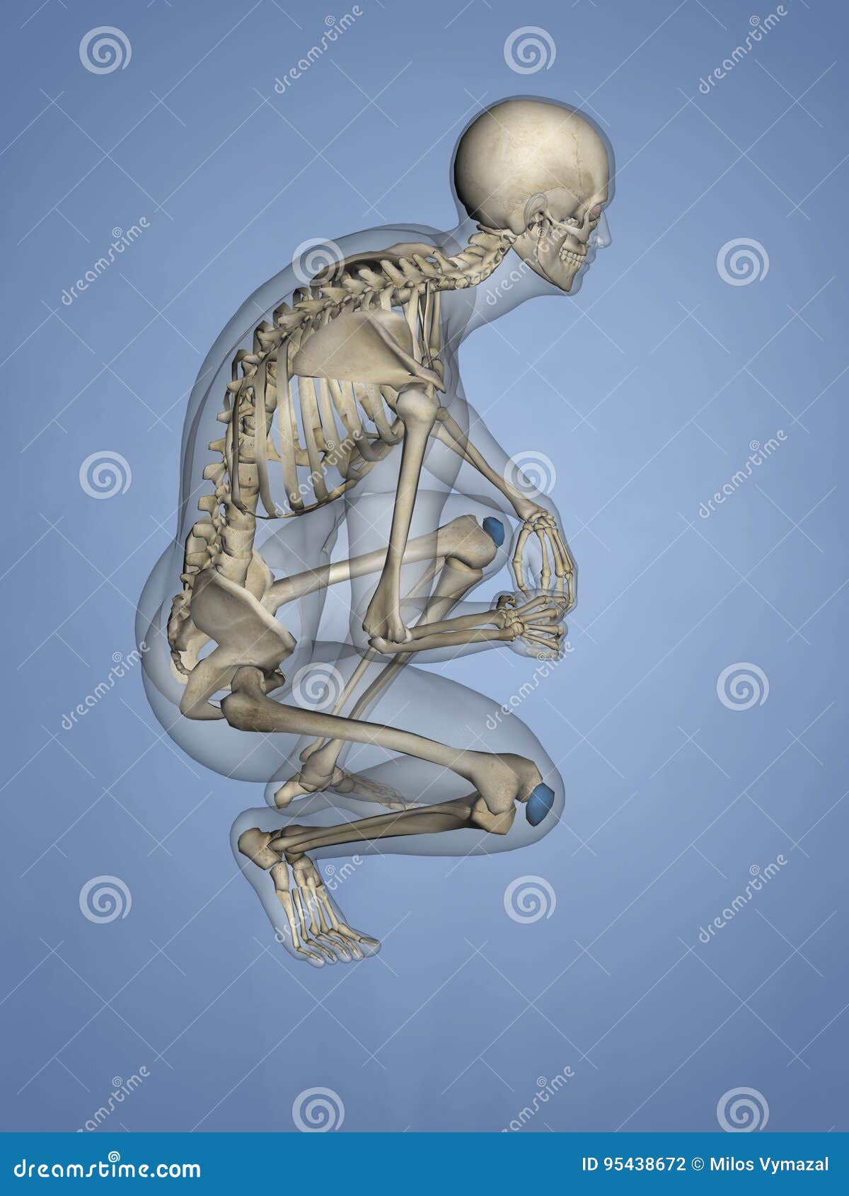 Patella, 3D Model stock illustration. Illustration of anatomy - 95438672