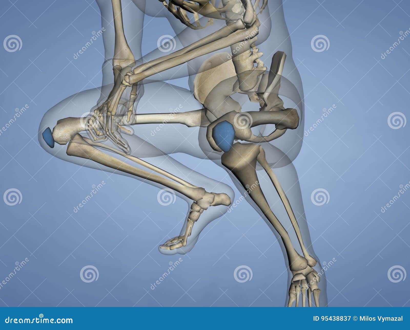 Patella, 3D Model stock illustration. Illustration of skull - 95438837