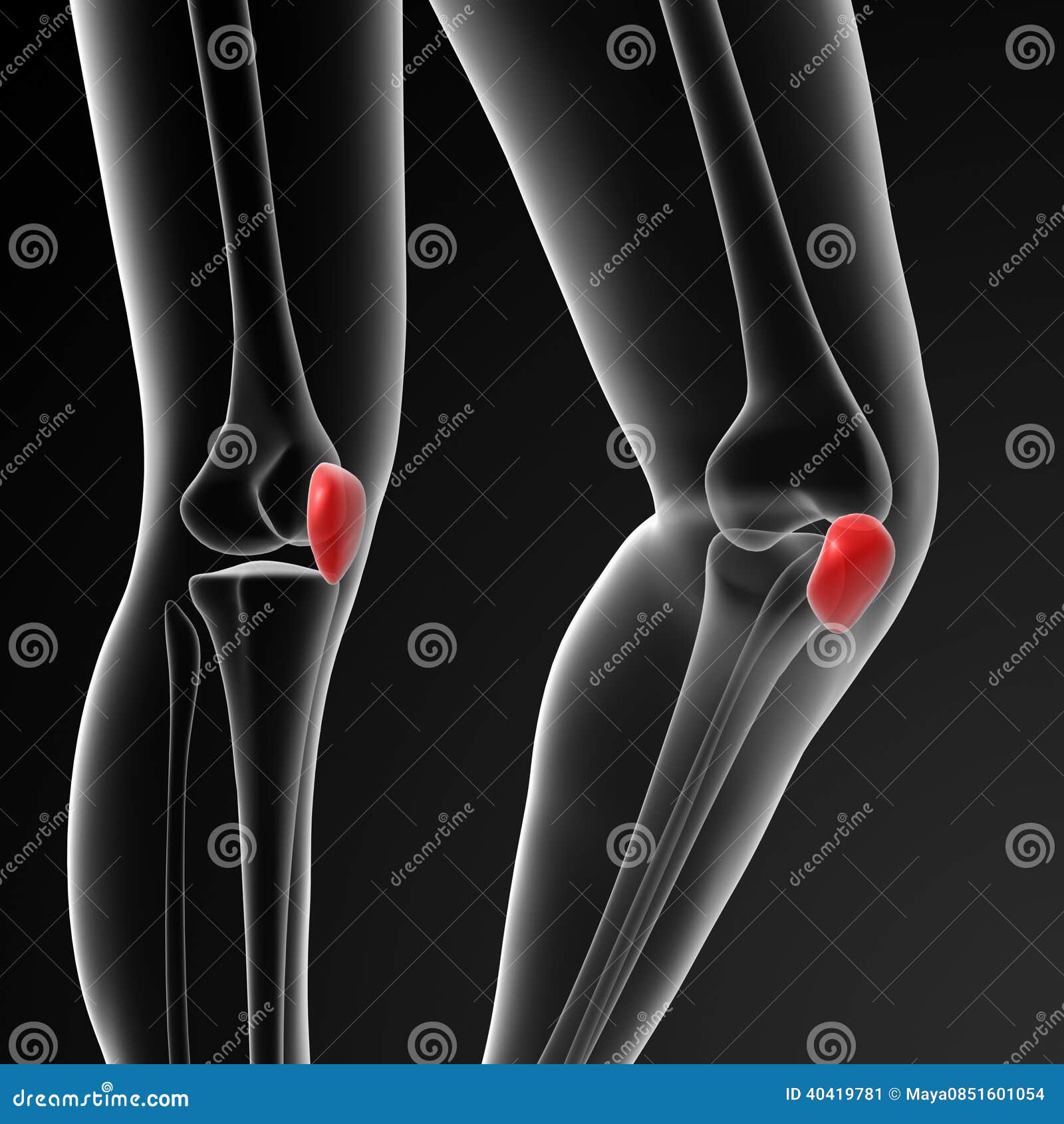 Patella Bone Stock Illustrations – 6,368 Patella Bone Stock ...