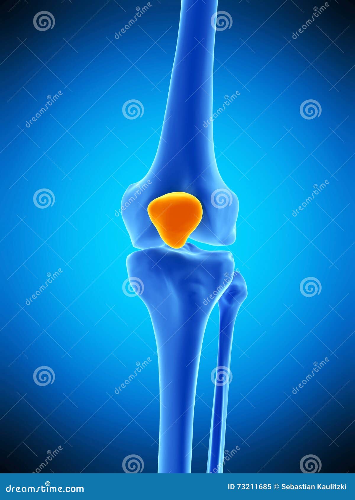 Patella Cartoons, Illustrations & Vector Stock Images - 4844 Pictures ...